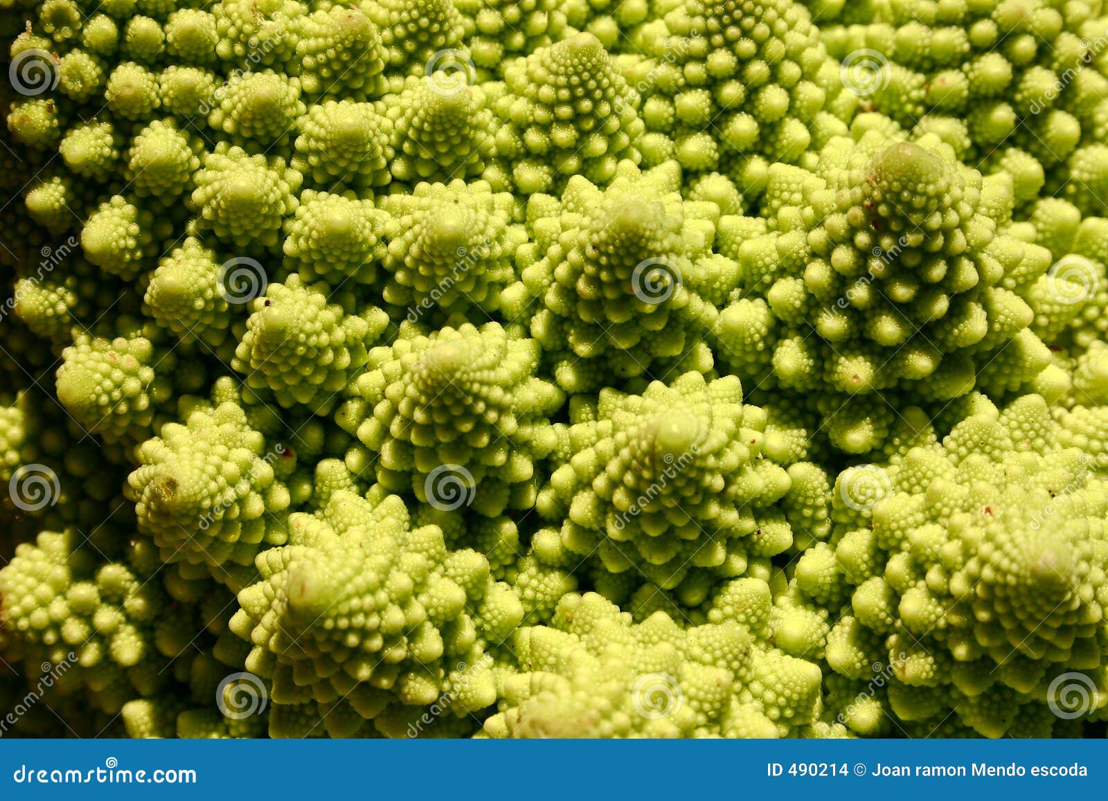Broccoli hybrid stock photo. Image of edible, hybrid, health - 490214