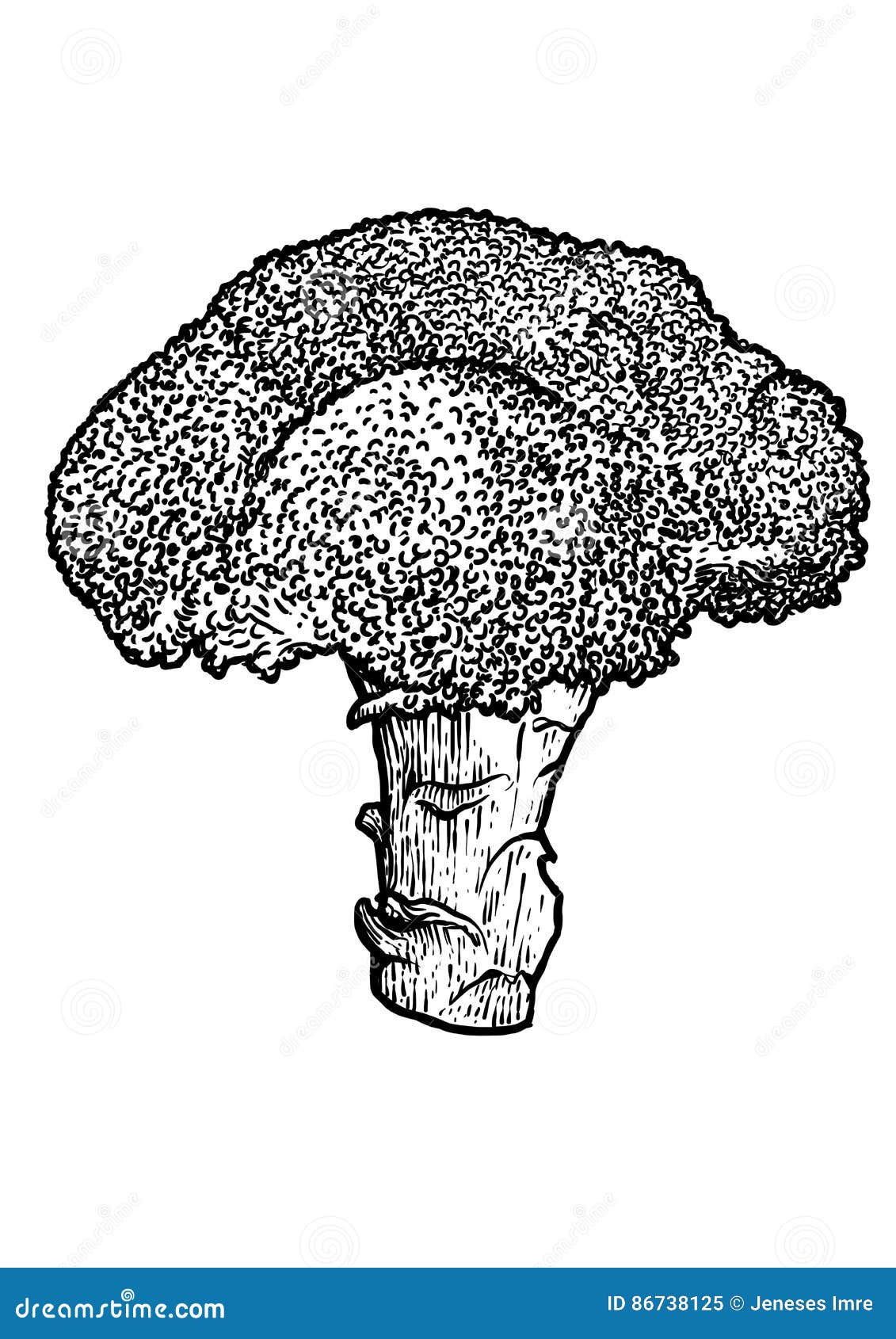 Broccoli Illustration, Drawing, Engraving, Line Art, Vegetable, Vector ...