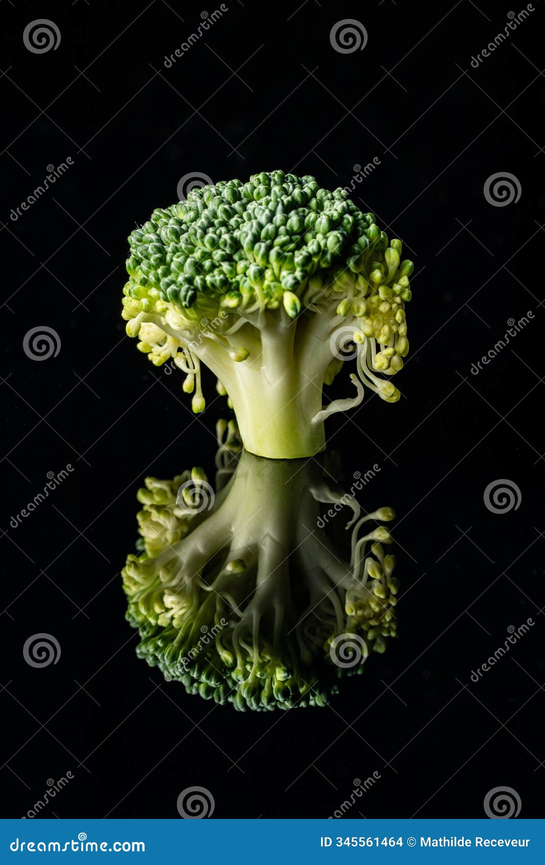 Broccoli Isolated on Black Background with Reflection Stock Photo ...