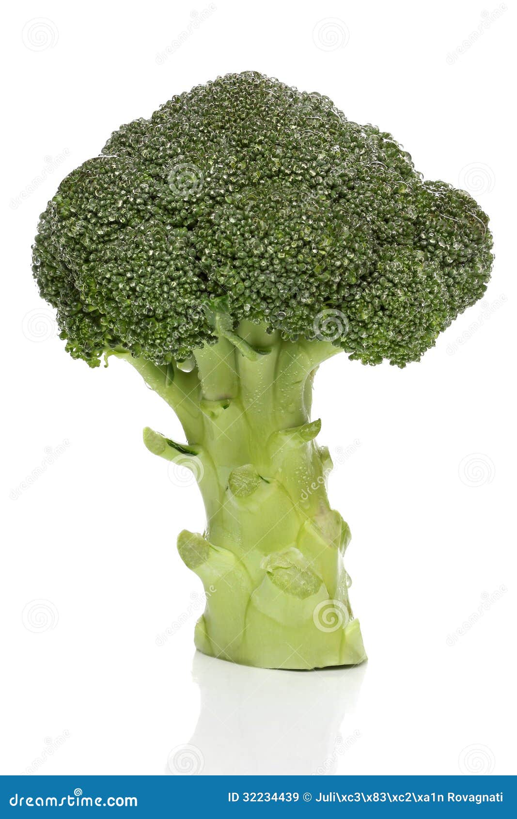 Broccoli Isolated Over White Stock Image - Image of calories, fresh ...