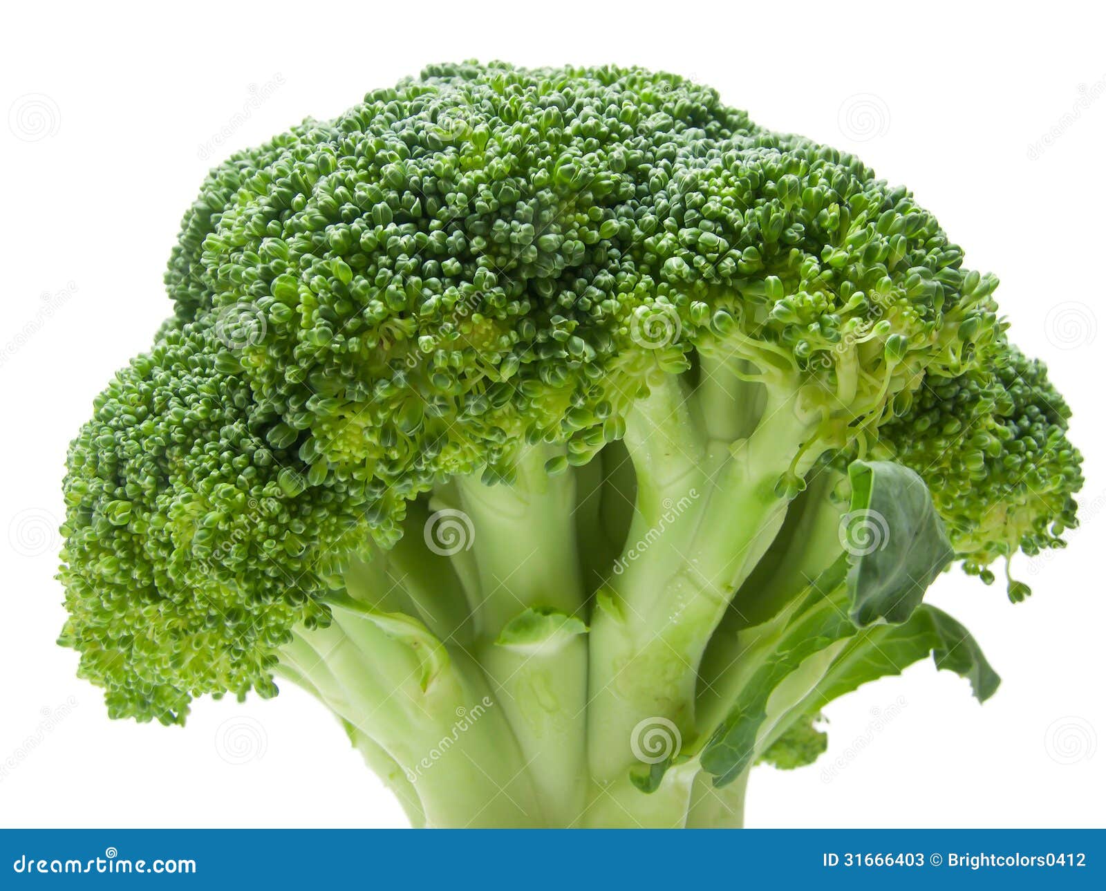 Broccoli isolated stock image. Image of health, abundance - 31666403