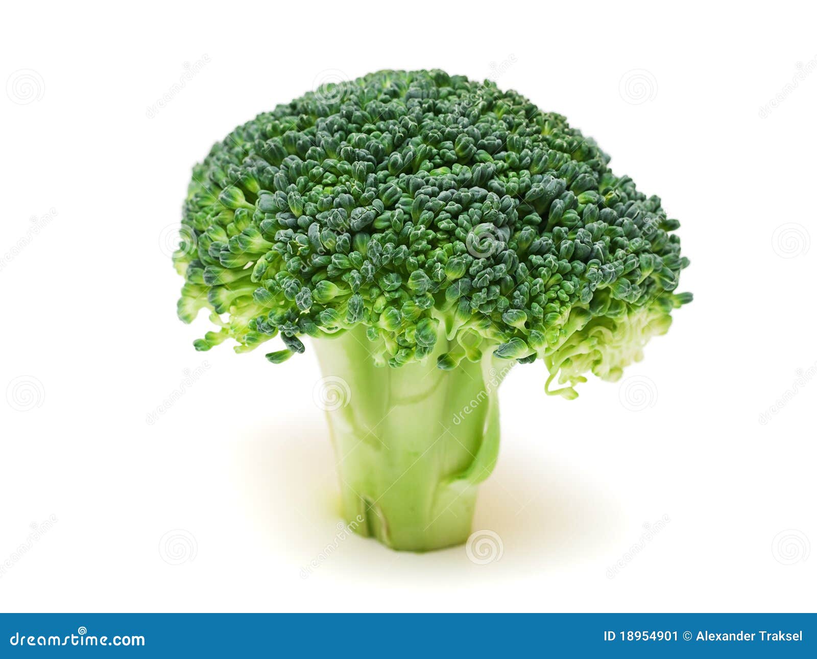 Broccoli isolated on white stock image. Image of green - 18954901