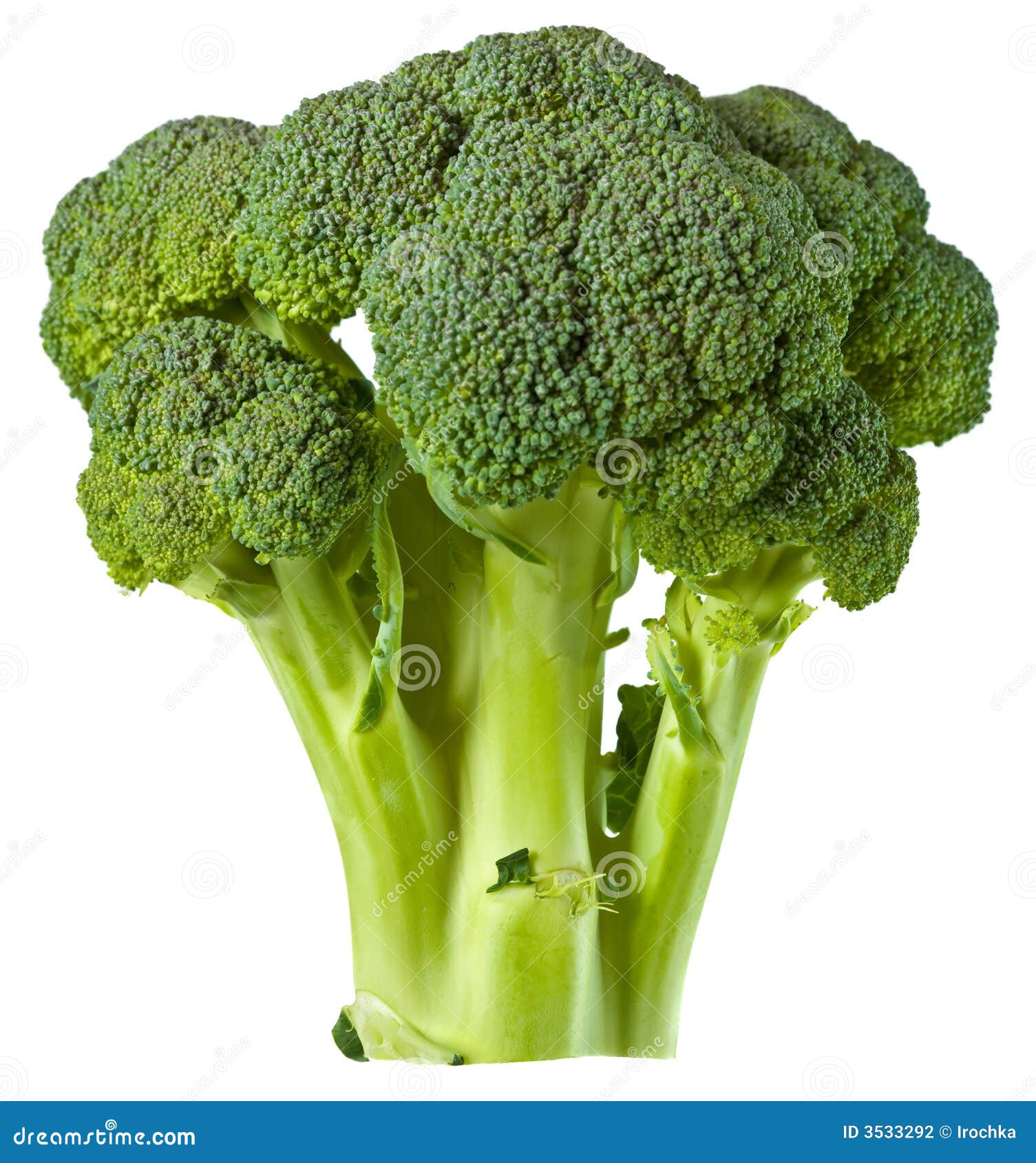 Broccoli isolated on white stock photo. Image of head - 3533292