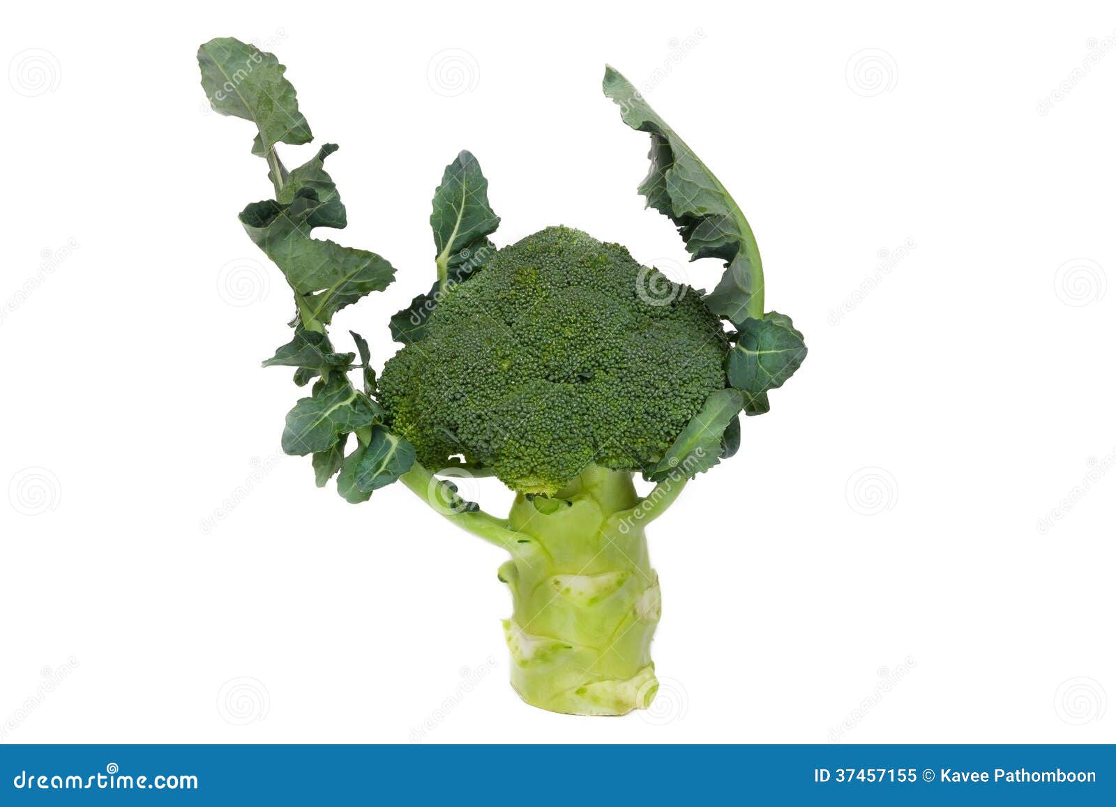 Broccoli Isolated on White Background Stock Image - Image of cutout ...