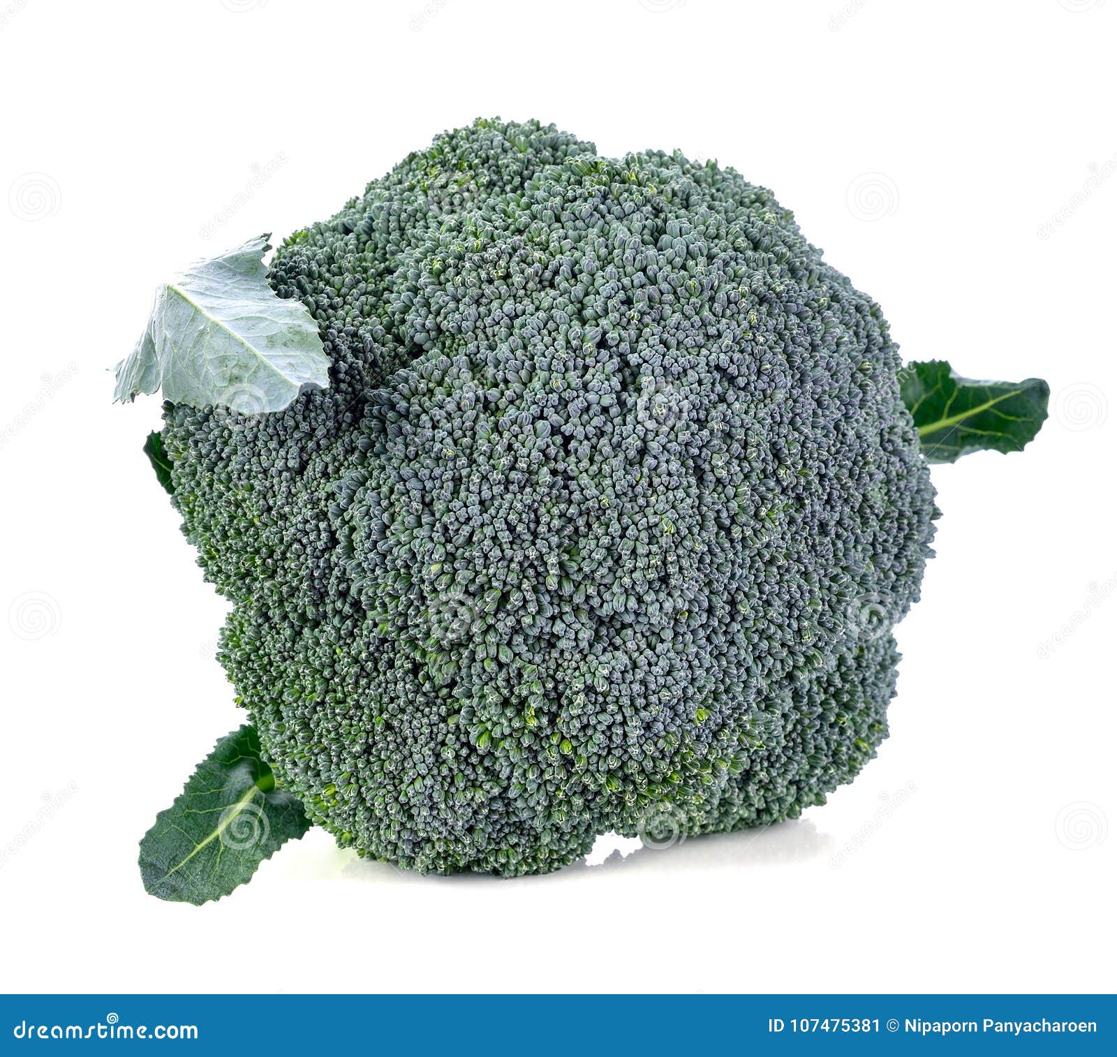 Broccoli isolated on white stock image. Image of healthy - 107475381