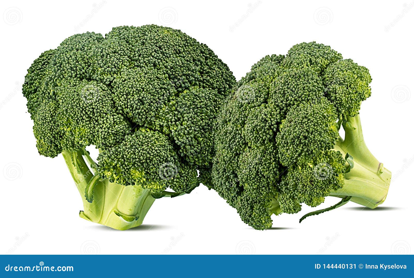 Broccoli isolated on white stock image. Image of freshness - 144440131