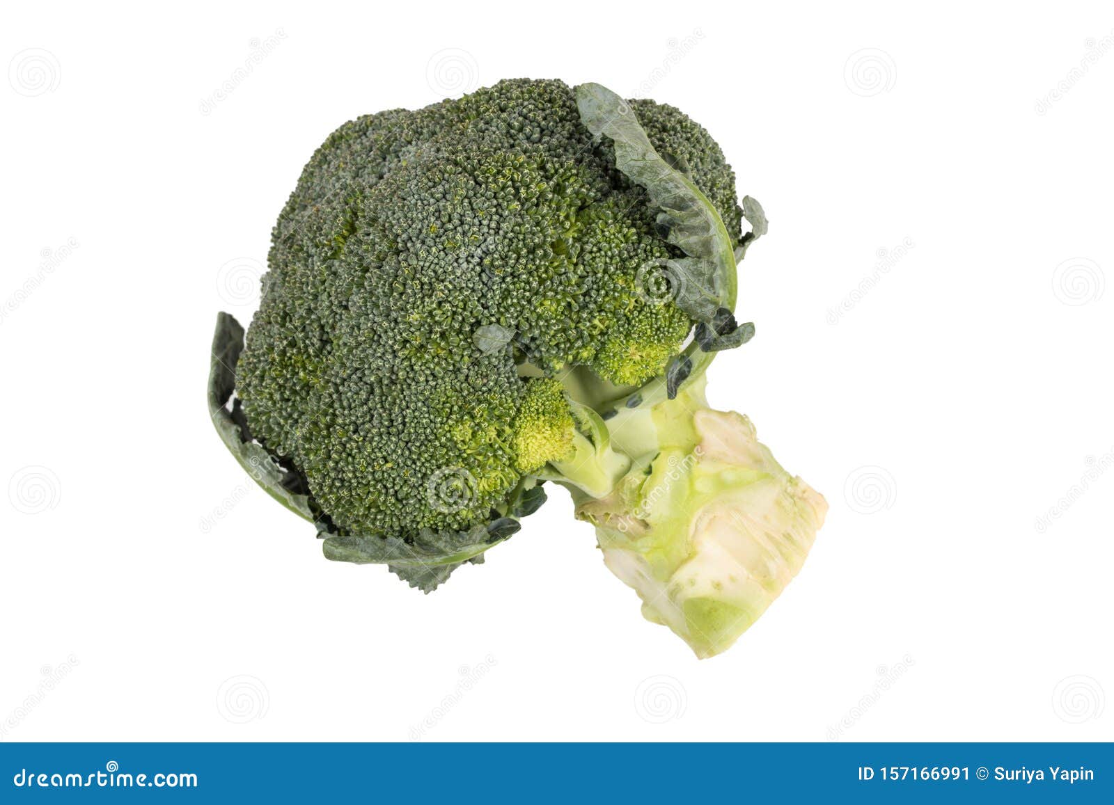 Broccoli Isolated on White Background Stock Image - Image of market ...