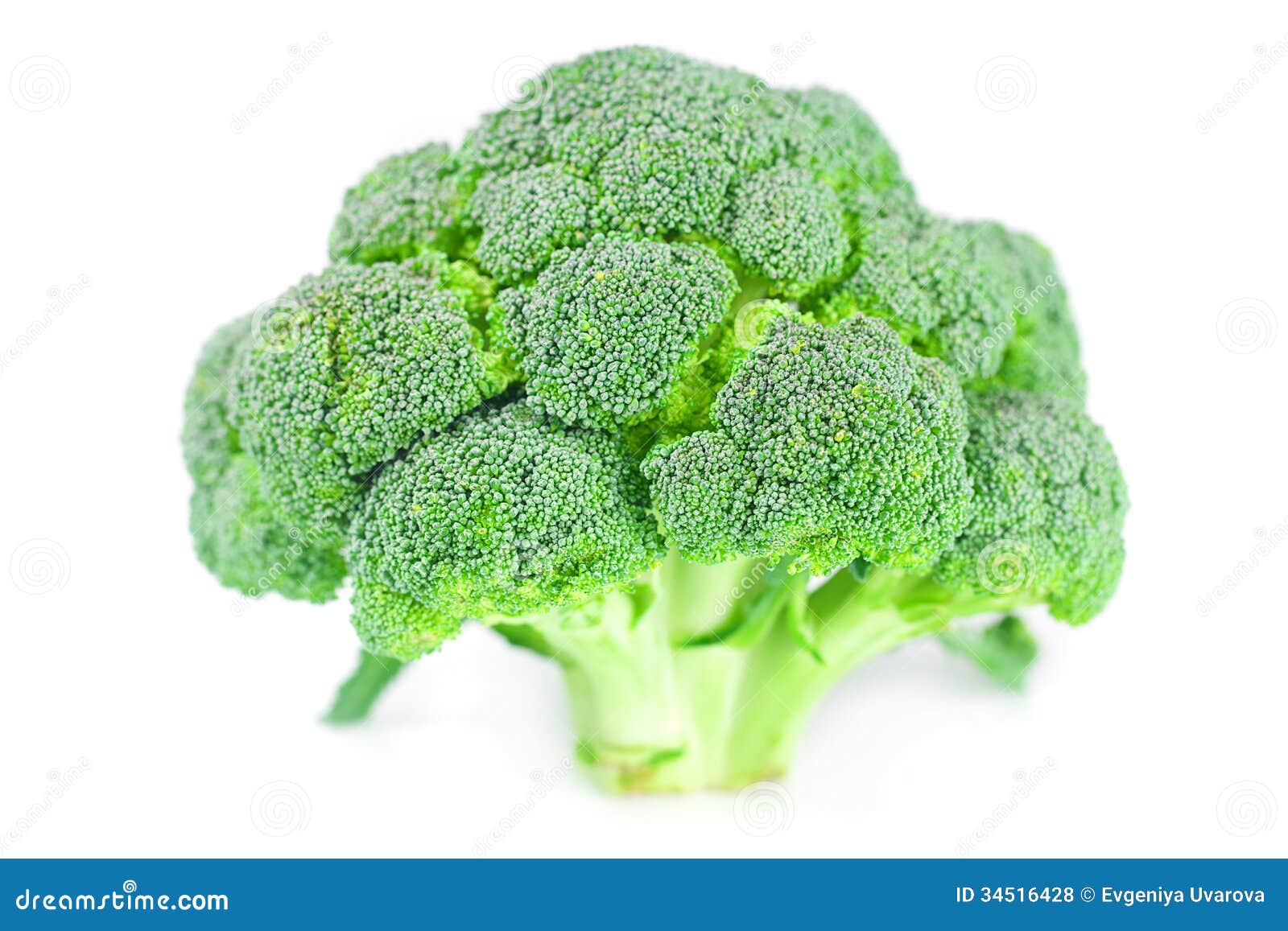 Broccoli isolated on white stock photo. Image of isolated - 34516428