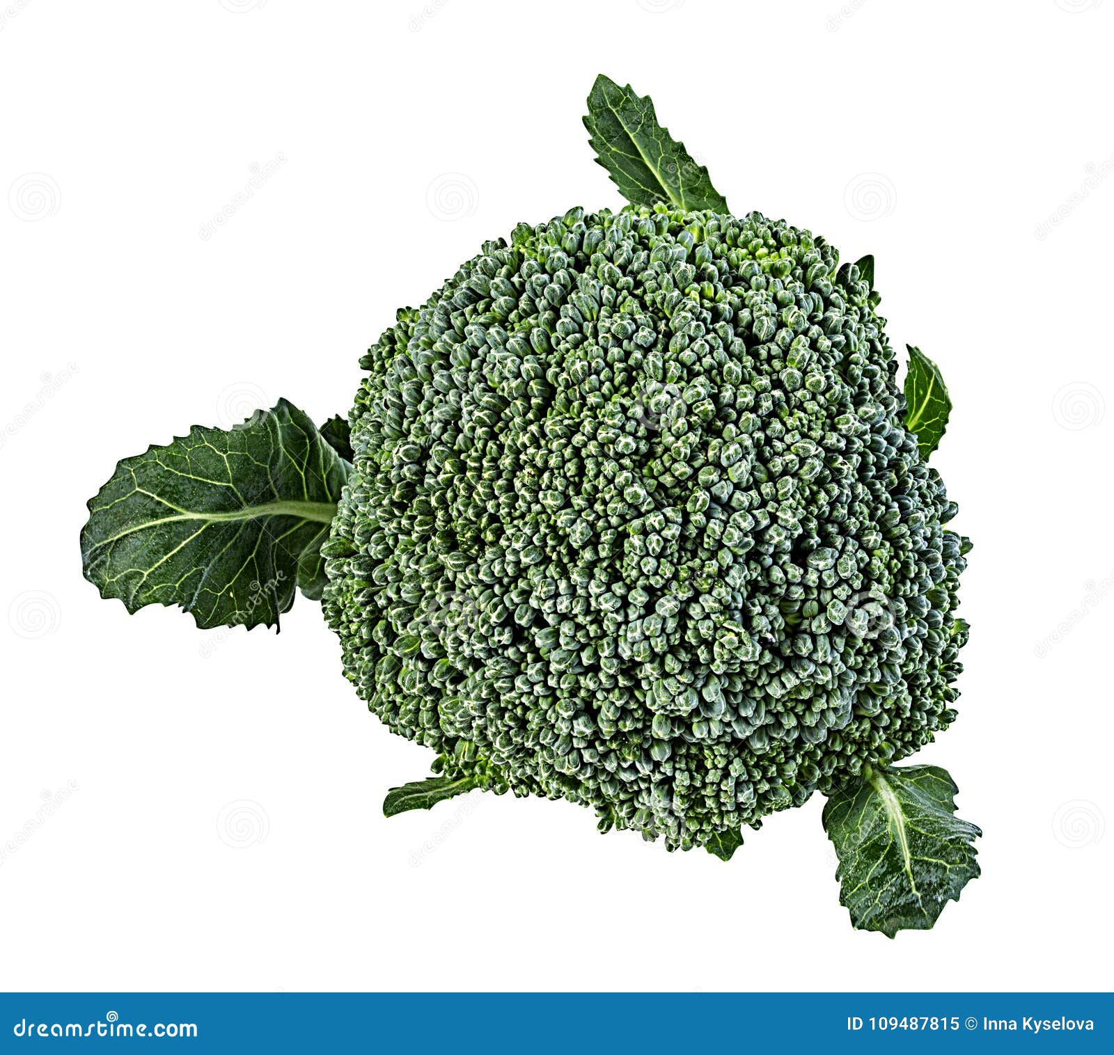 Broccoli isolated on white stock image. Image of diet - 109487815