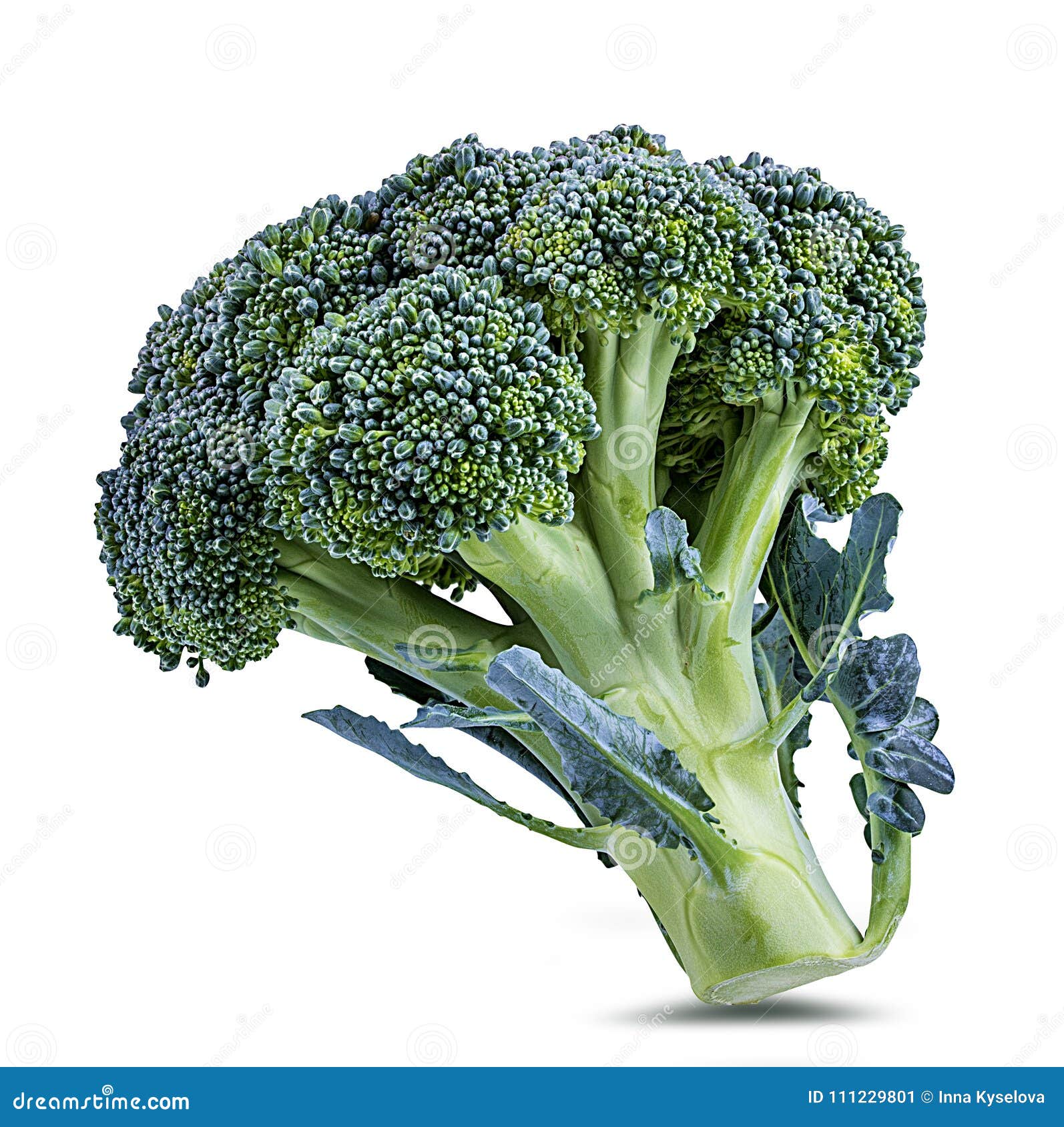 Broccoli isolated on white stock image. Image of vitamin - 111229801