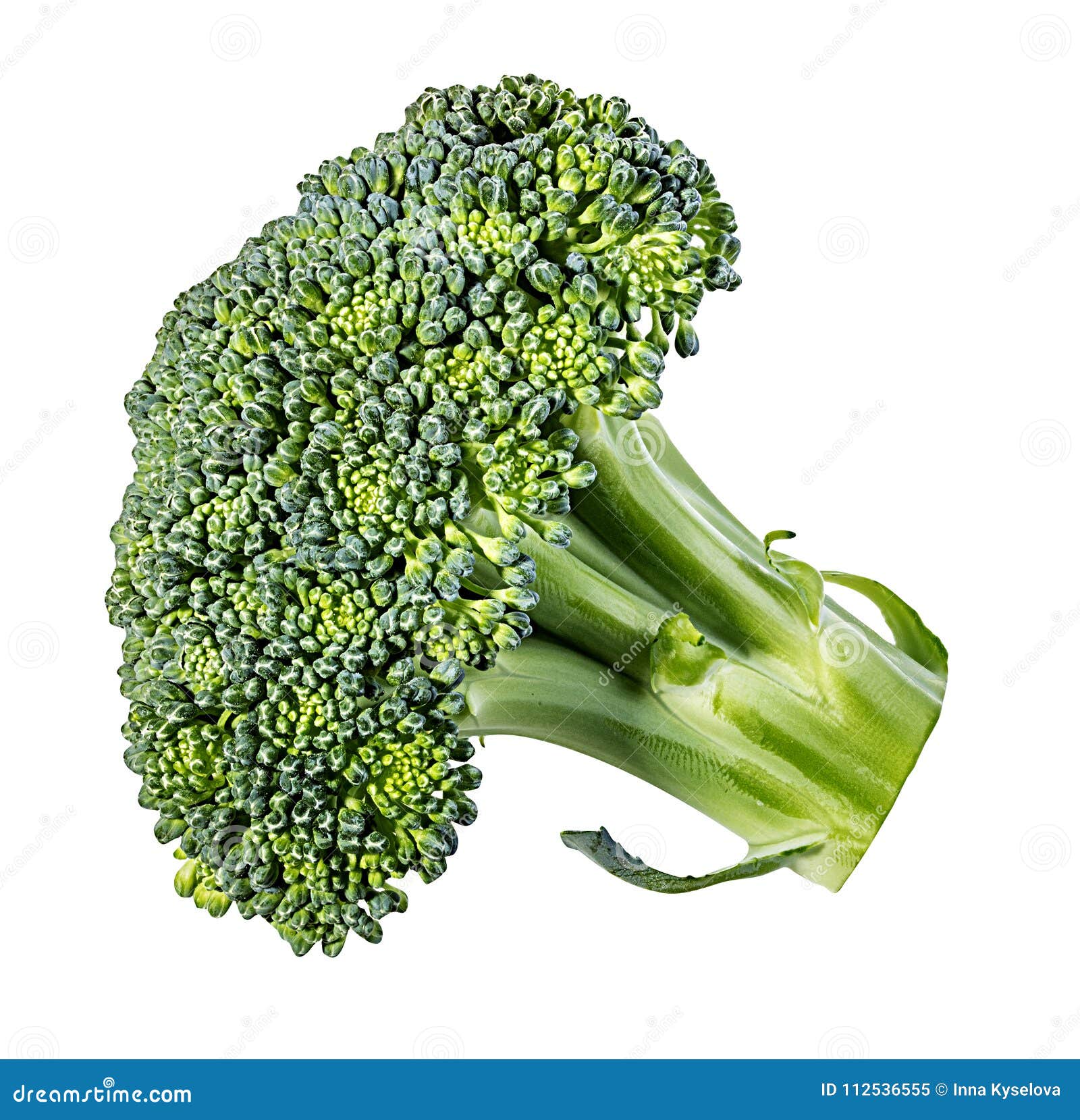 Broccoli isolated on white stock image. Image of broccoli - 112536555