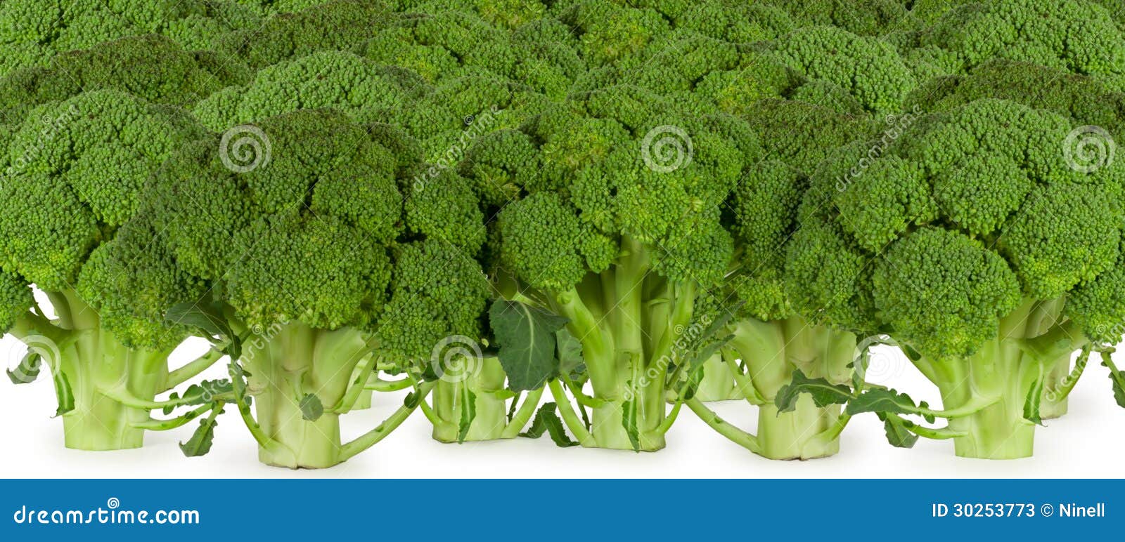 Broccoli stock image. Image of lifestyles, eating, healthy - 30253773