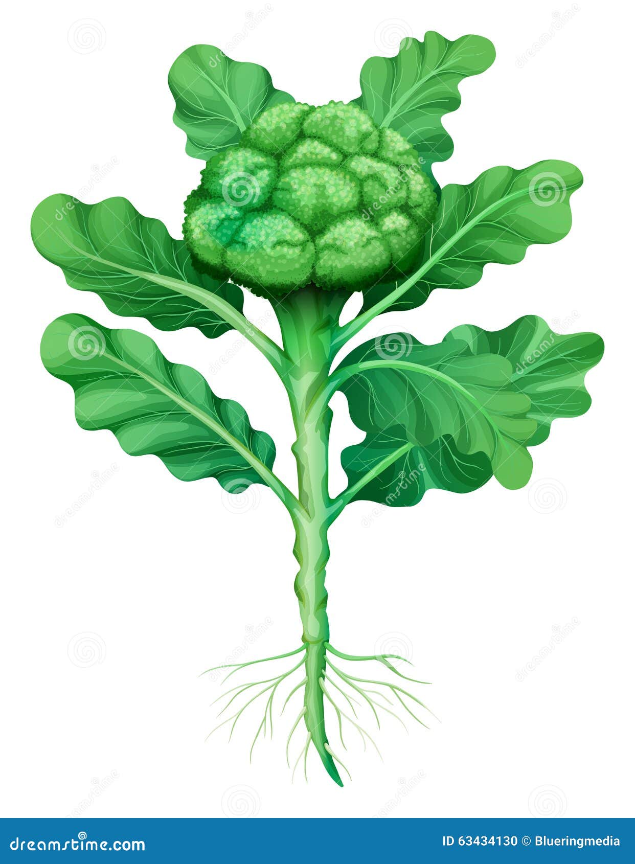 Broccoli with Leaves and Roots Stock Vector - Illustration of roots ...