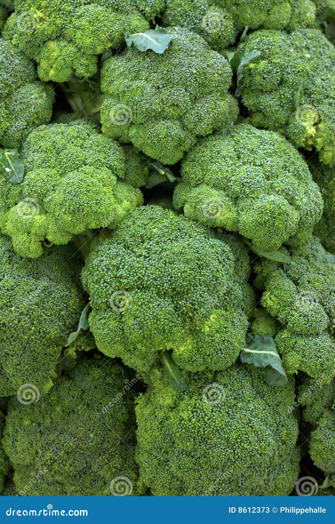 Broccoli at the market stock image. Image of cultivate - 8612373