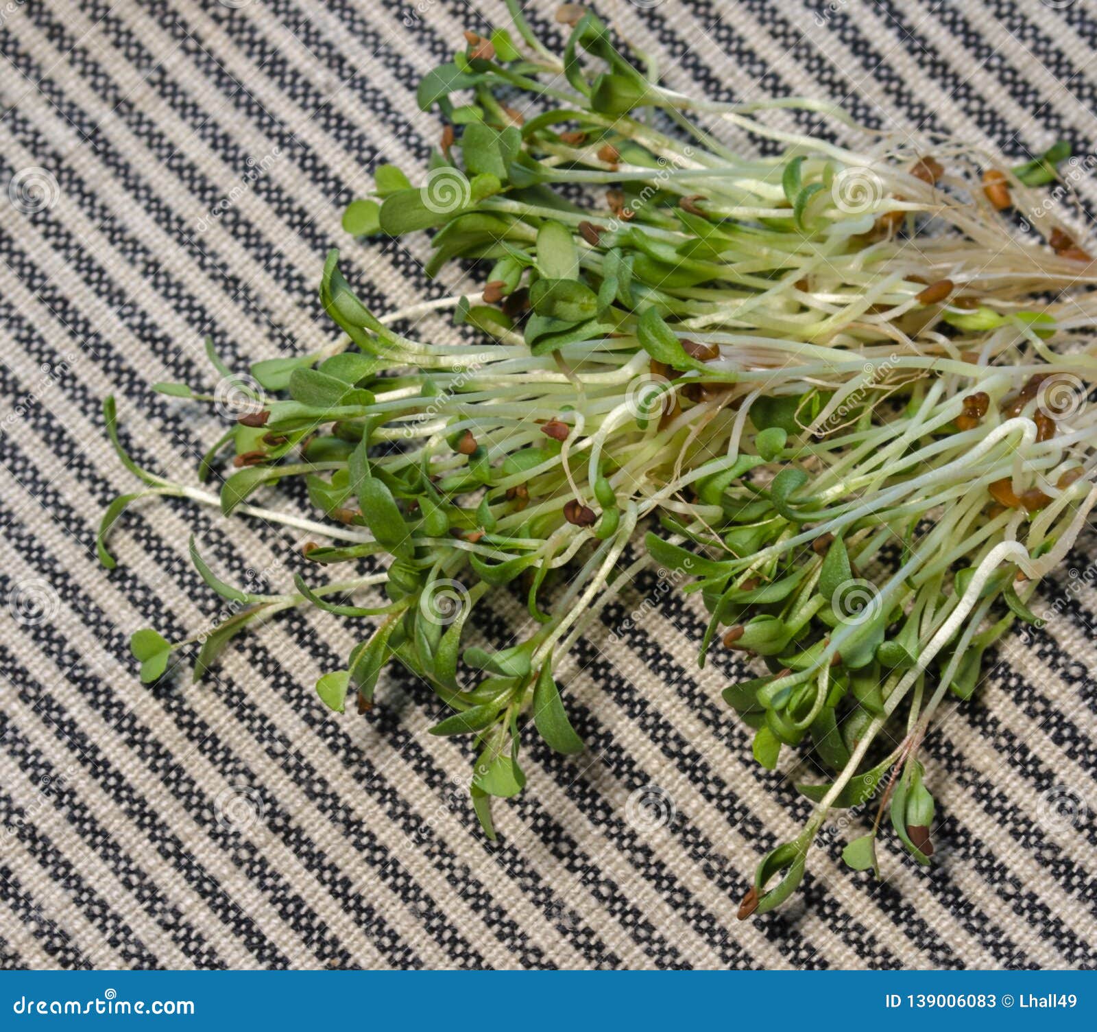 Broccoli Micro Greens Sprouts Stock Image - Image of diet, close: 139006083
