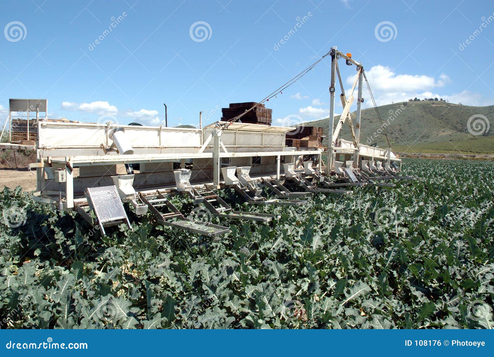 Broccoli picker stock photo. Image of field, season, vegetable - 108176
