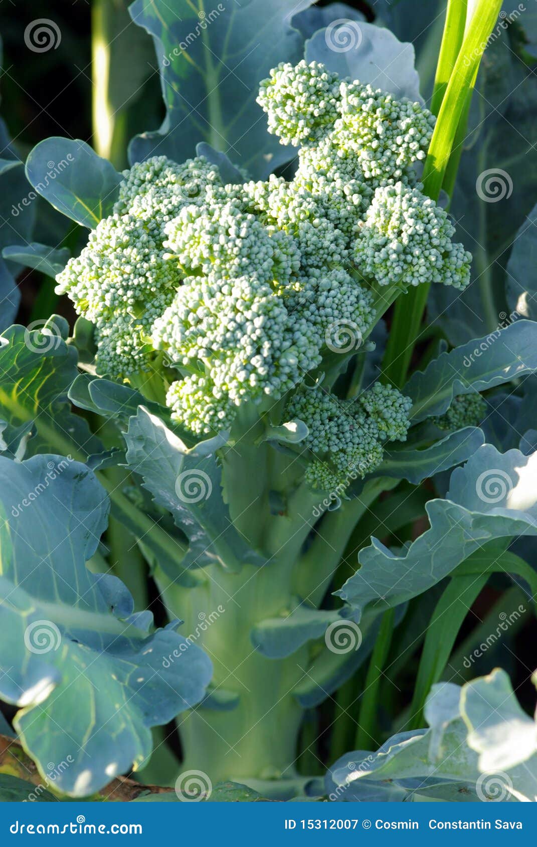 Broccoli plant stock image. Image of close, agriculture - 15312007