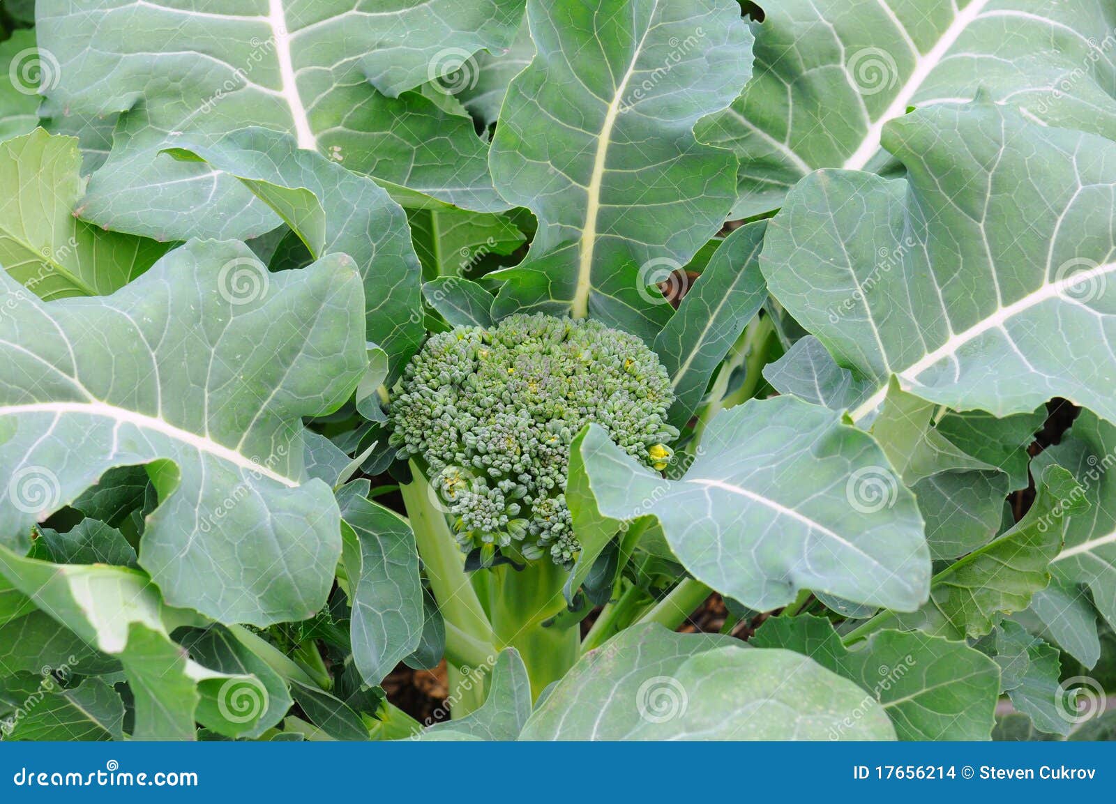 Broccoli Plant stock photo. Image of stem, organic, brassica - 17656214