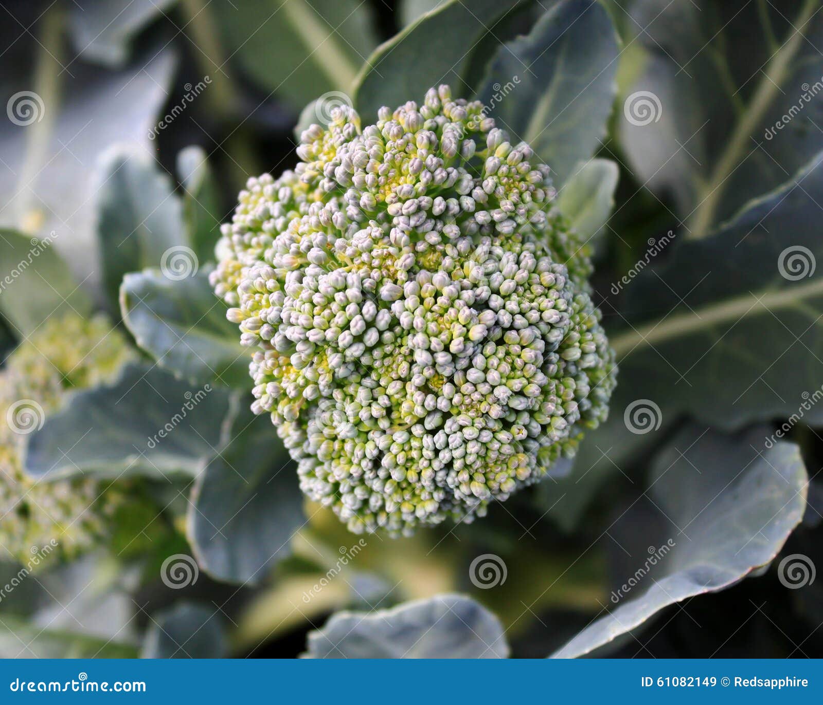 Broccoli Plant Close Up Shoot Stock Image - Image of food, color: 61082149