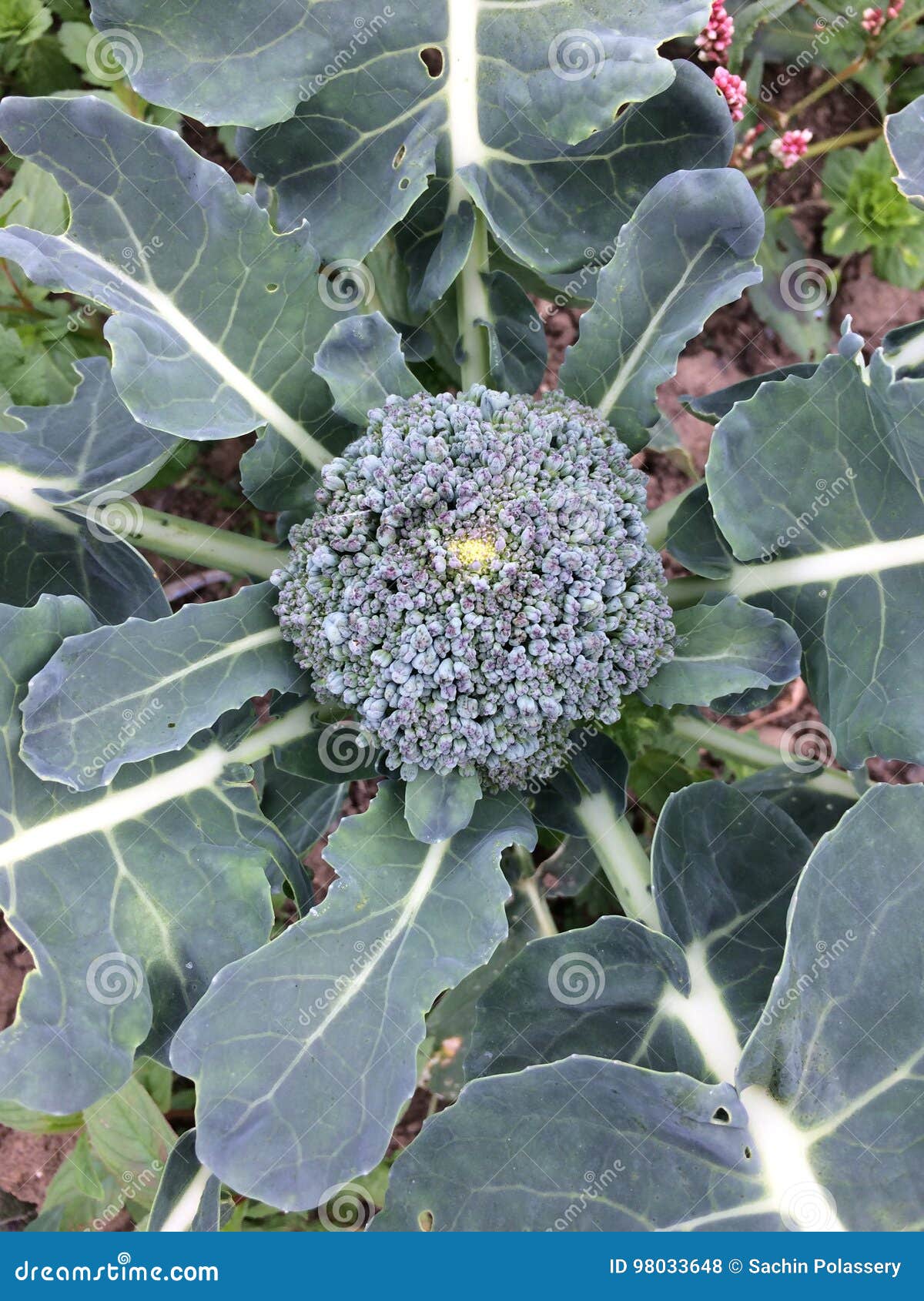 Broccoli stock photo. Image of eating, cabbage, broccoli - 98033648