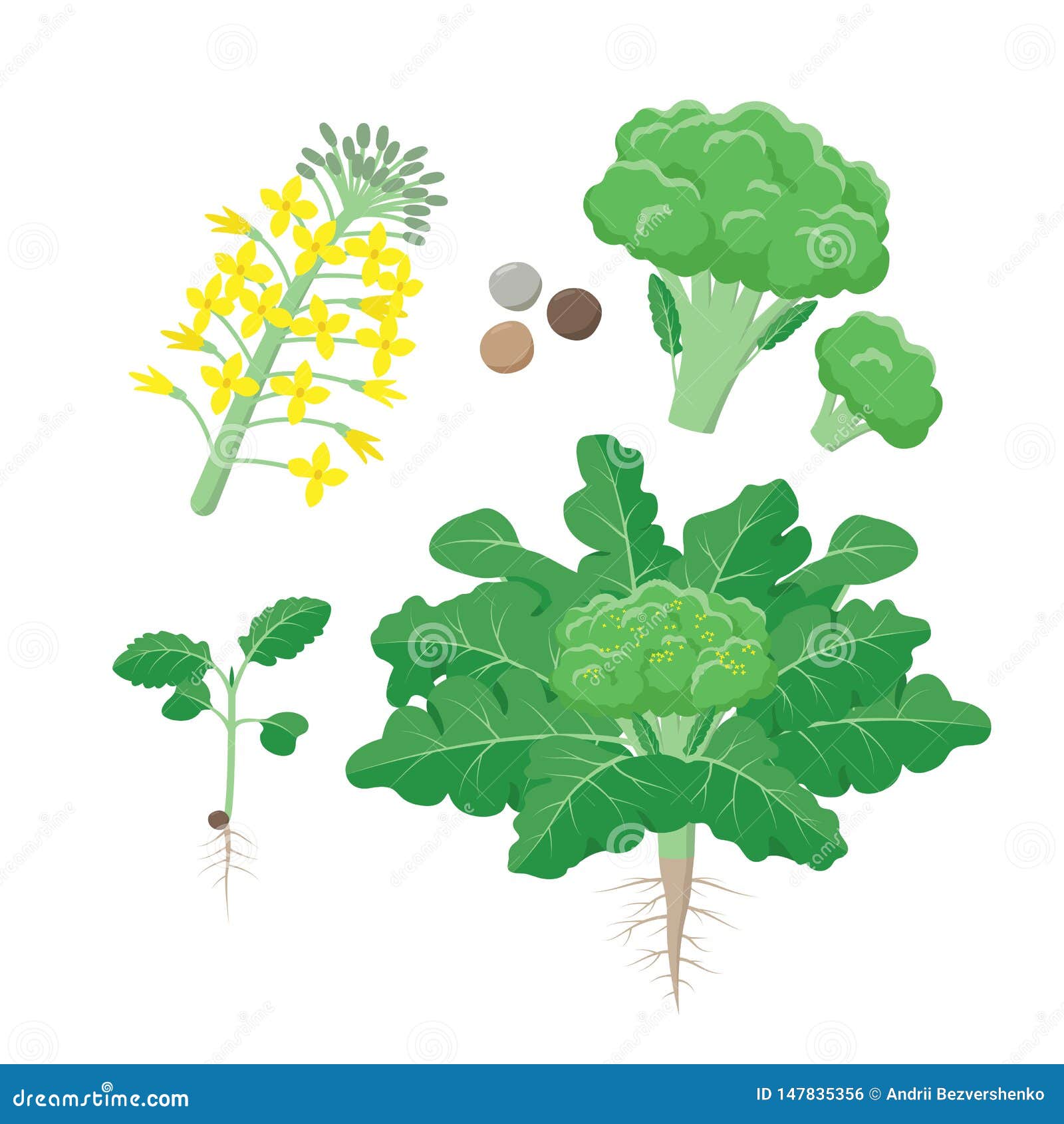 Broccoli Plant Life Cycle Growing Stages Set Of Elements In Flat