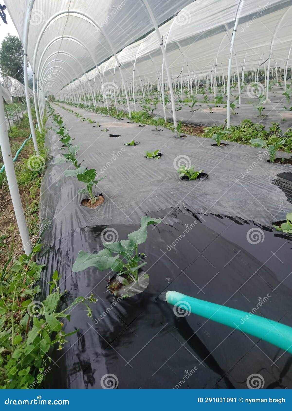Broccoli Plant in Tabulampot Bedugul Farm Stock Image - Image of ...
