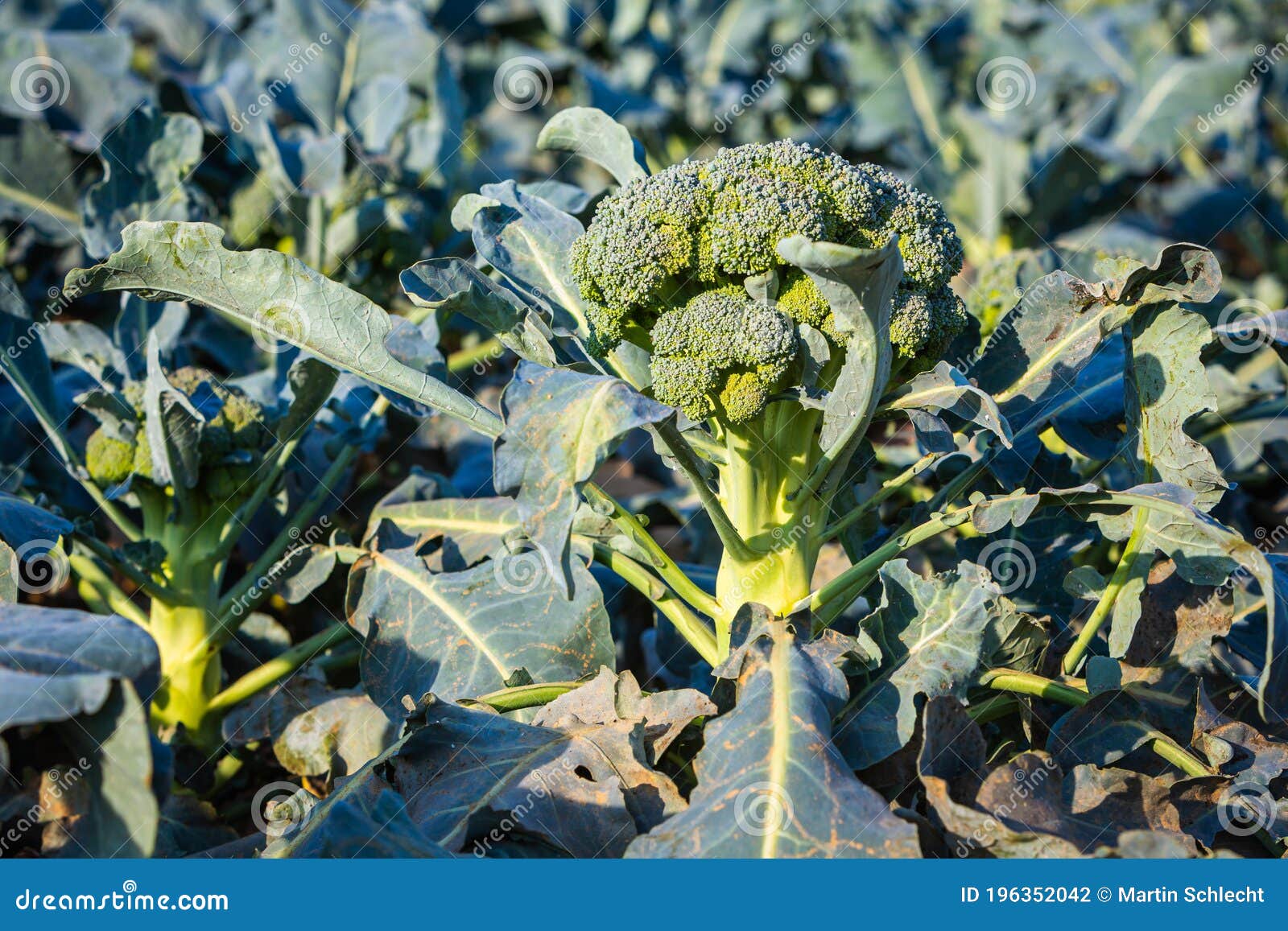 Broccoli Plants on the Field Stock Photo - Image of scenic, healthy ...