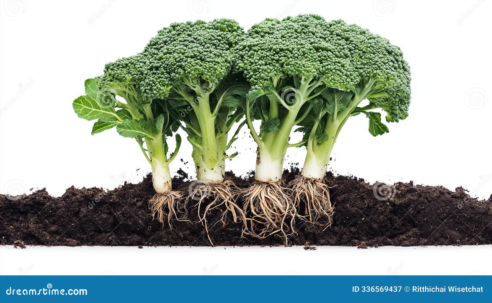Broccoli Plants Sprouting from the Earth, Roots Intact and Ready for ...
