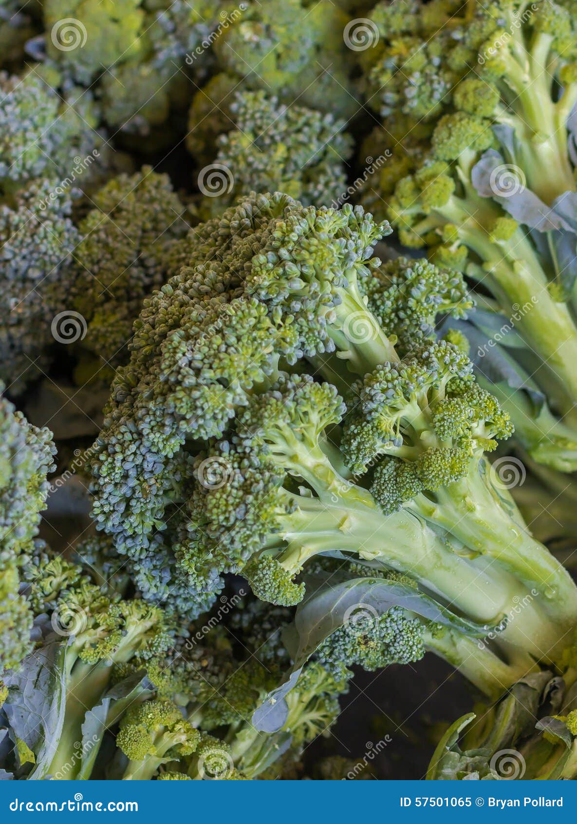 Broccoli stock image. Image of harvest, agriculture, vertical - 57501065