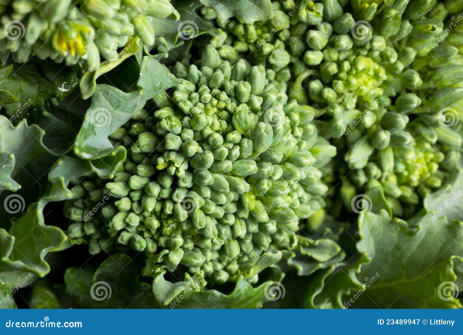 Broccoli Rabe stock image. Image of rabe, broccoletti - 23489947