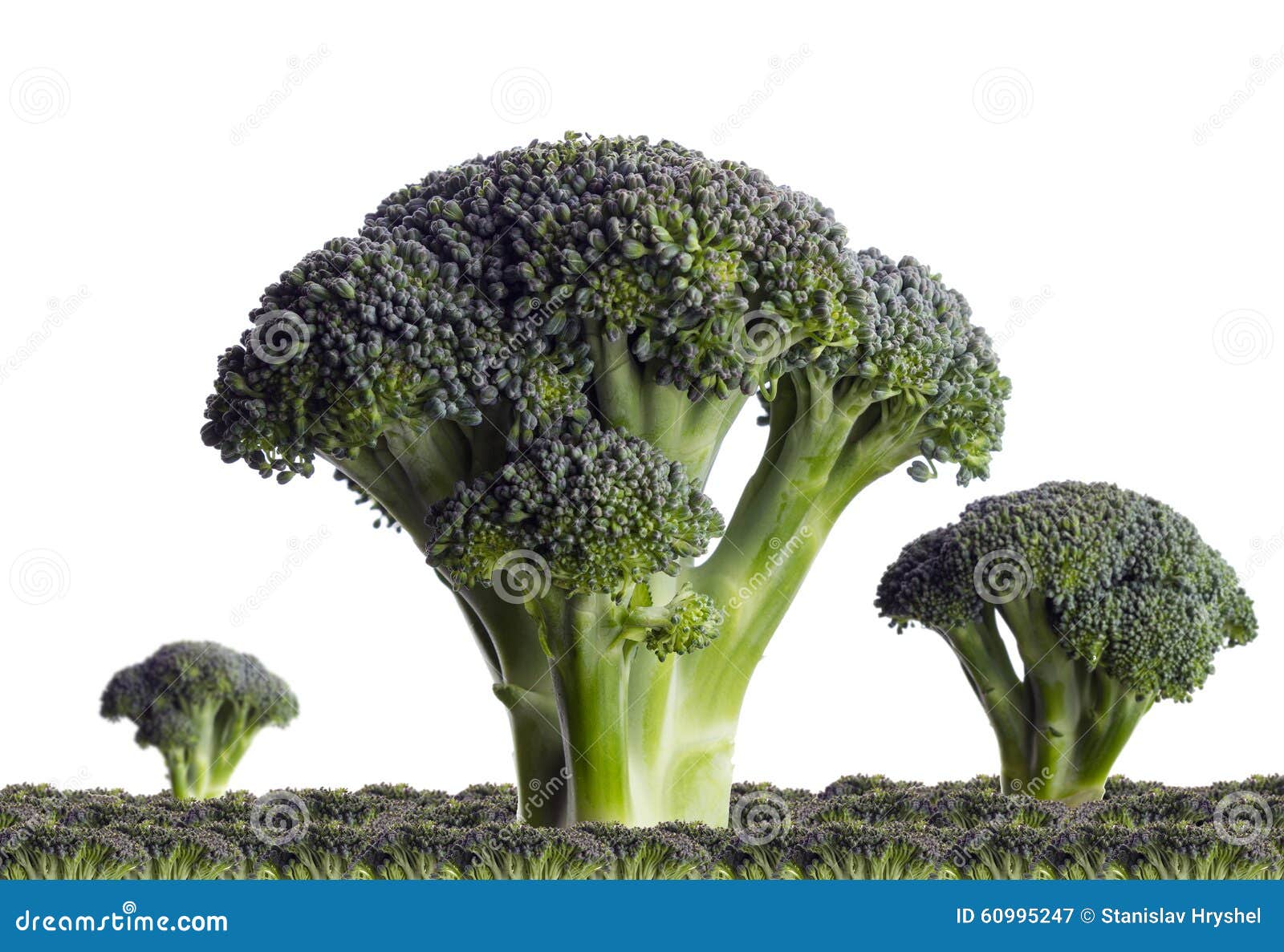 Broccoli stock image. Image of white, vitamin, broccoli - 60995247