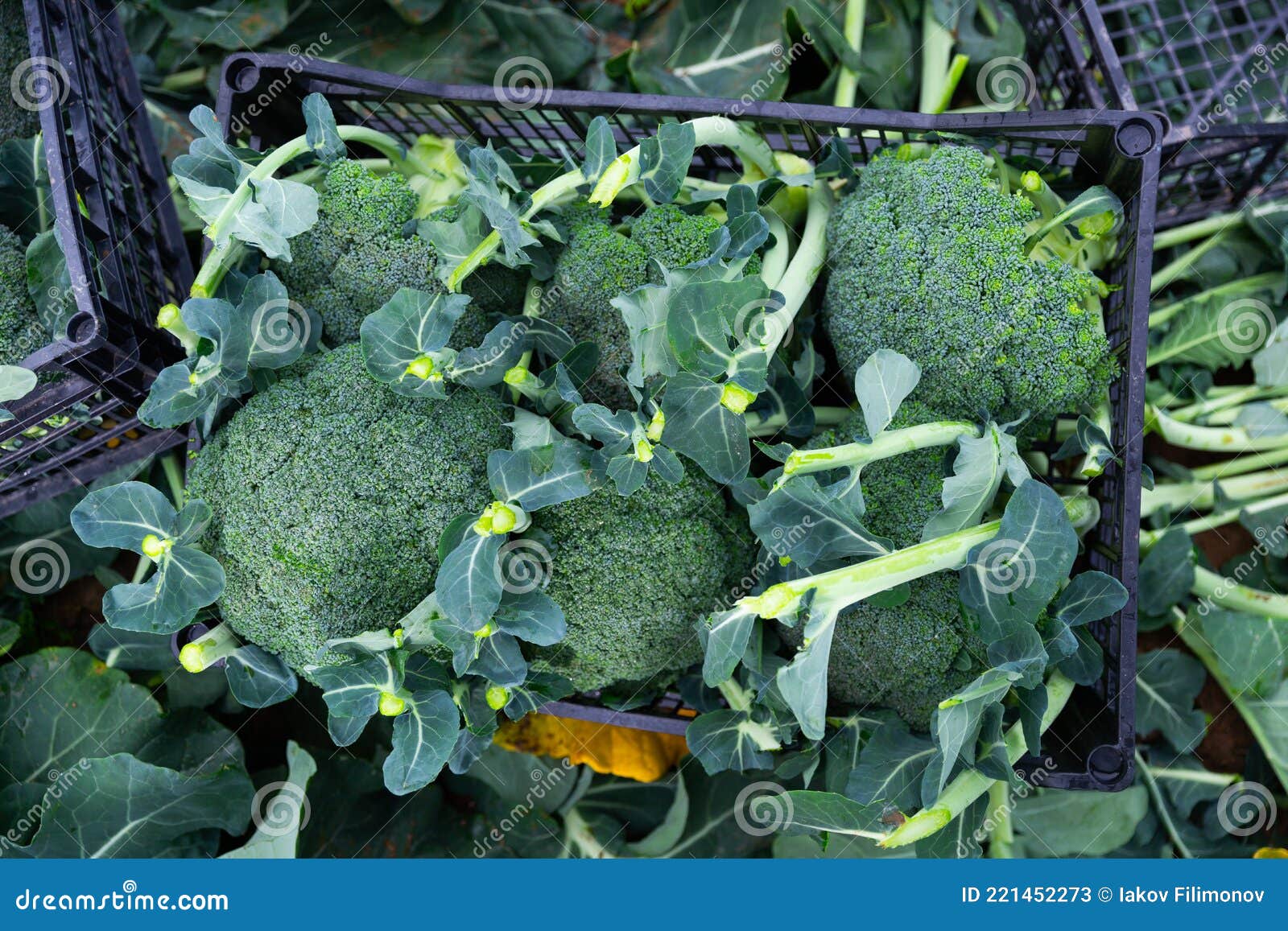 Broccoli Row Growing on Field Stock Image - Image of ecological, leaves ...