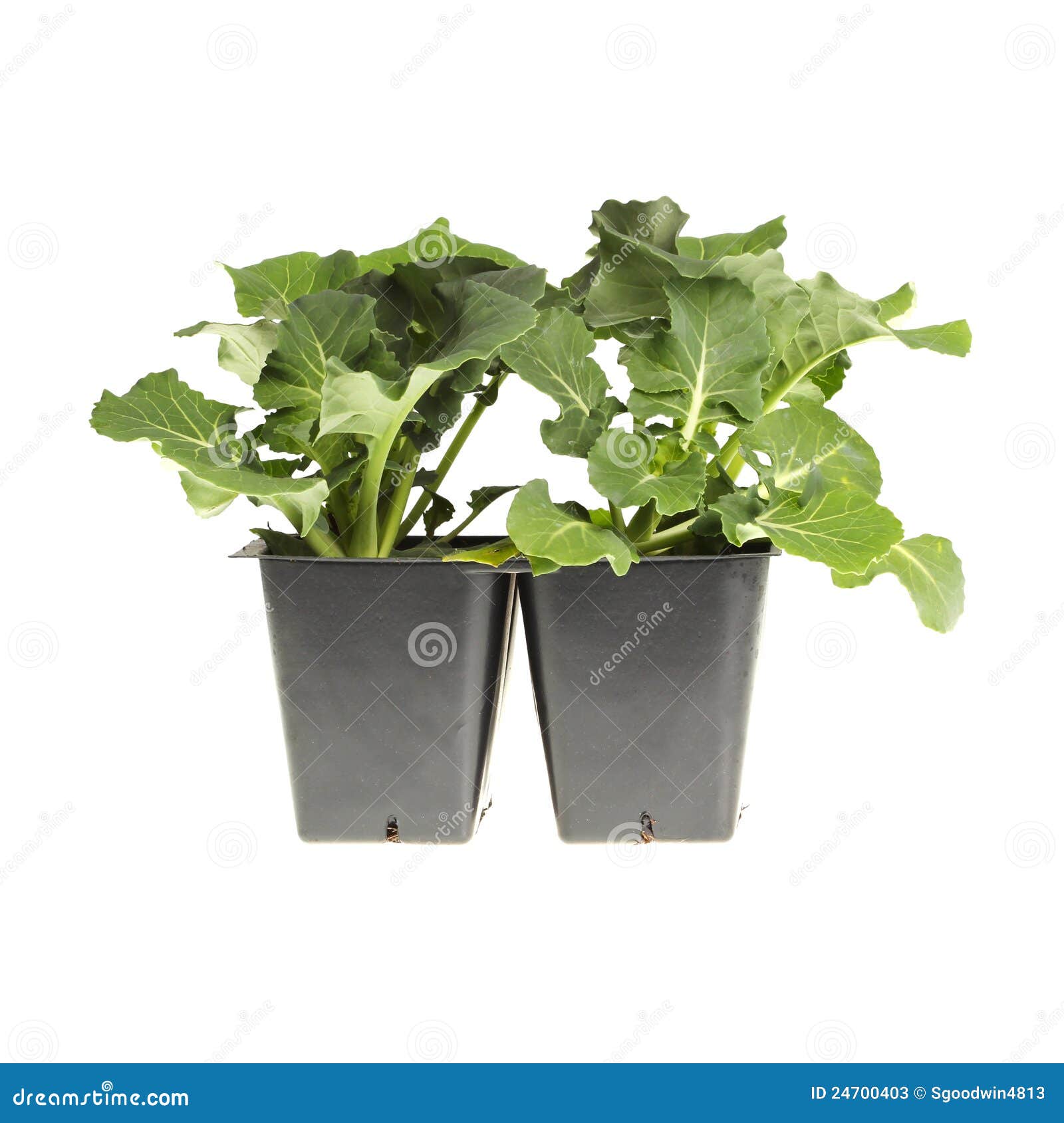 Broccoli Seedlings Ready for Transplanting Stock Image - Image of ...