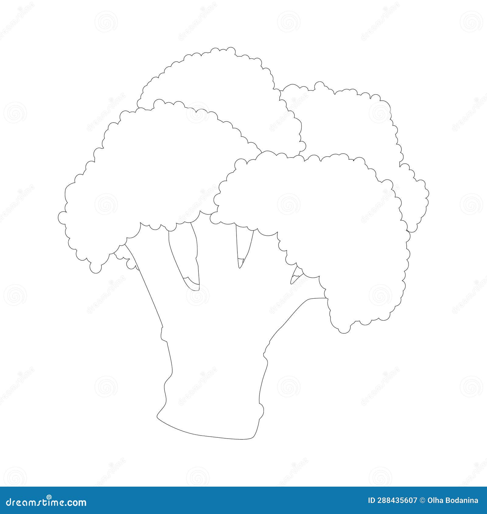 Broccoli, A Side View In Section, A Head Of A Plant Of The Cabbage ...