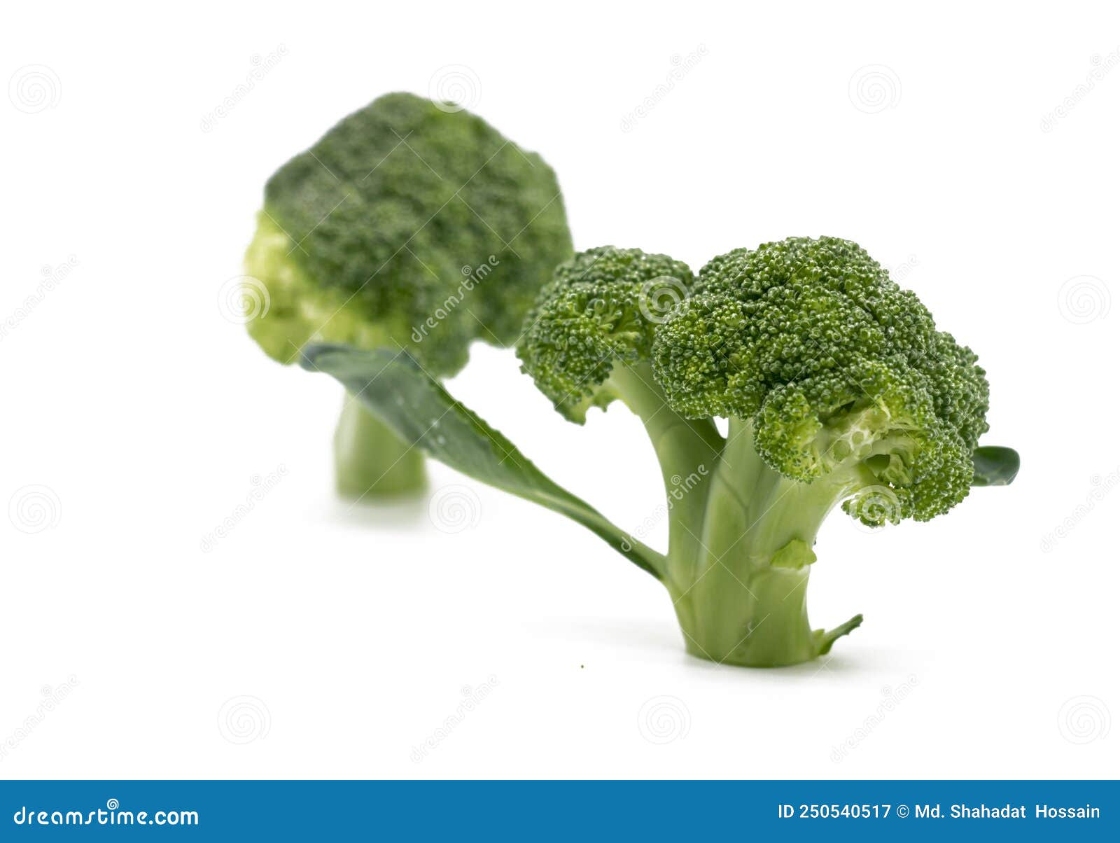 Broccoli Single Pieces Isolated on White Background Stock Image - Image ...
