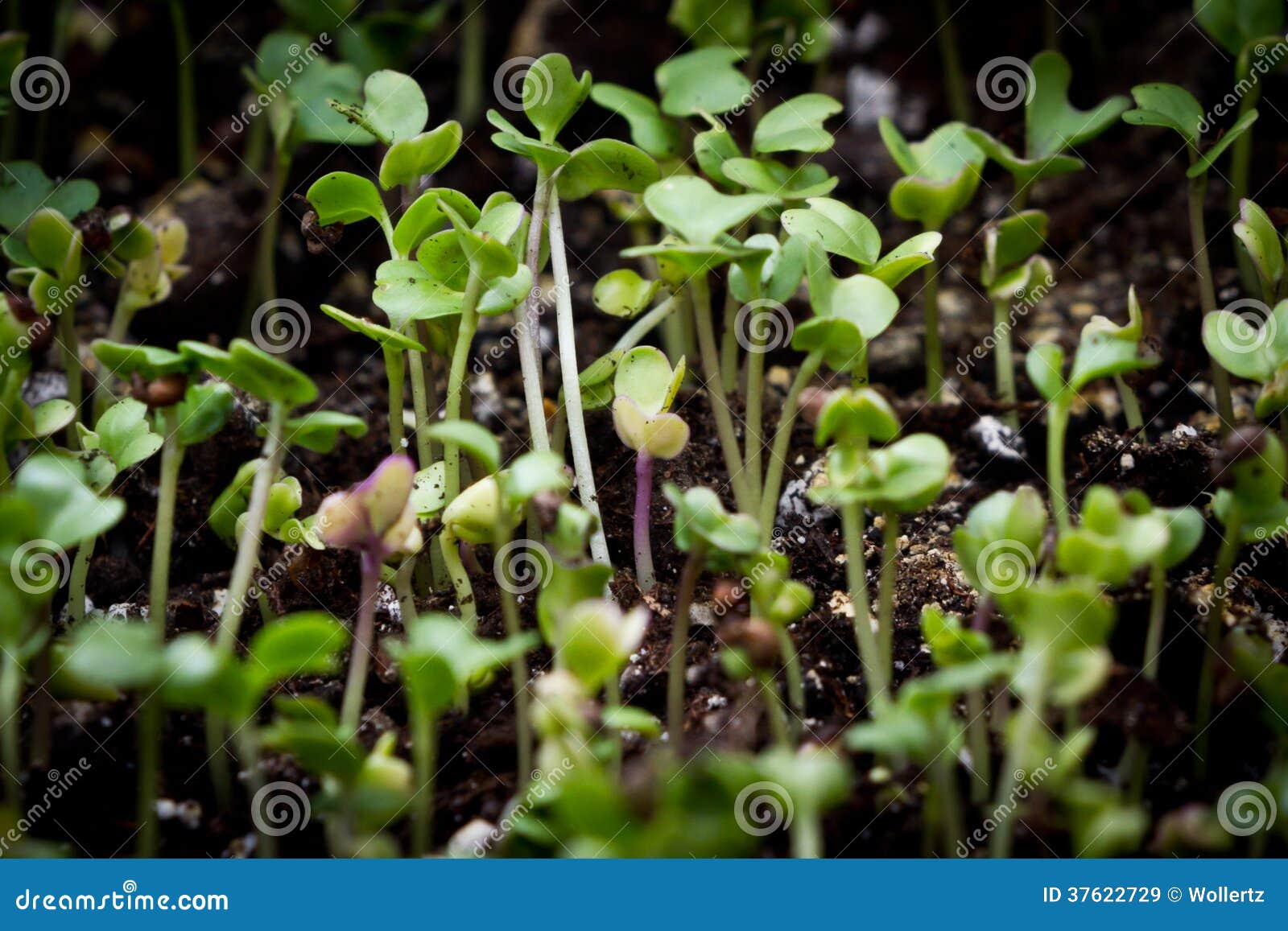 Broccoli sprouts stock image. Image of environment, development - 37622729
