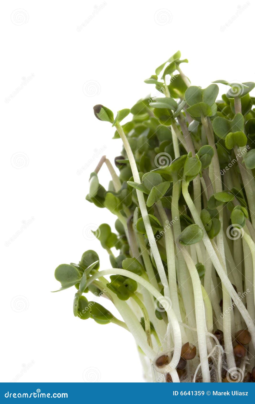 Broccoli sprouts growing stock image. Image of sprouts - 6641359