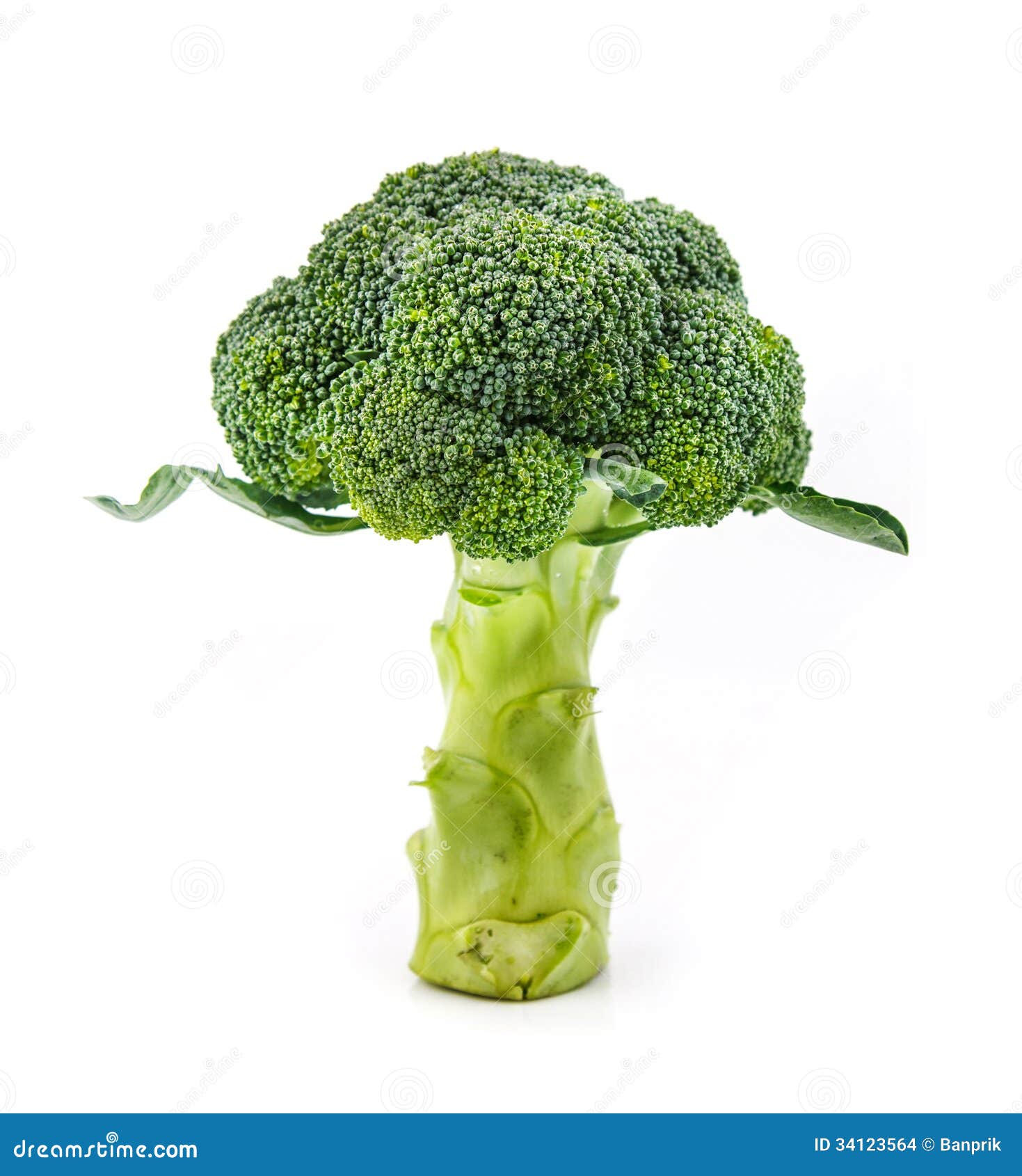Broccoli Stand on White Background Stock Photo - Image of organic ...