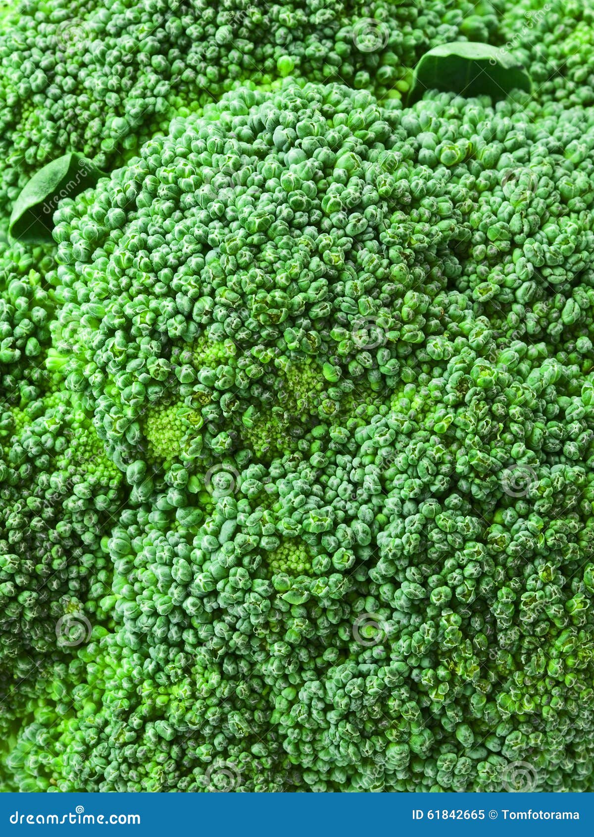 Broccoli textur ,close up stock image. Image of kale - 61842665