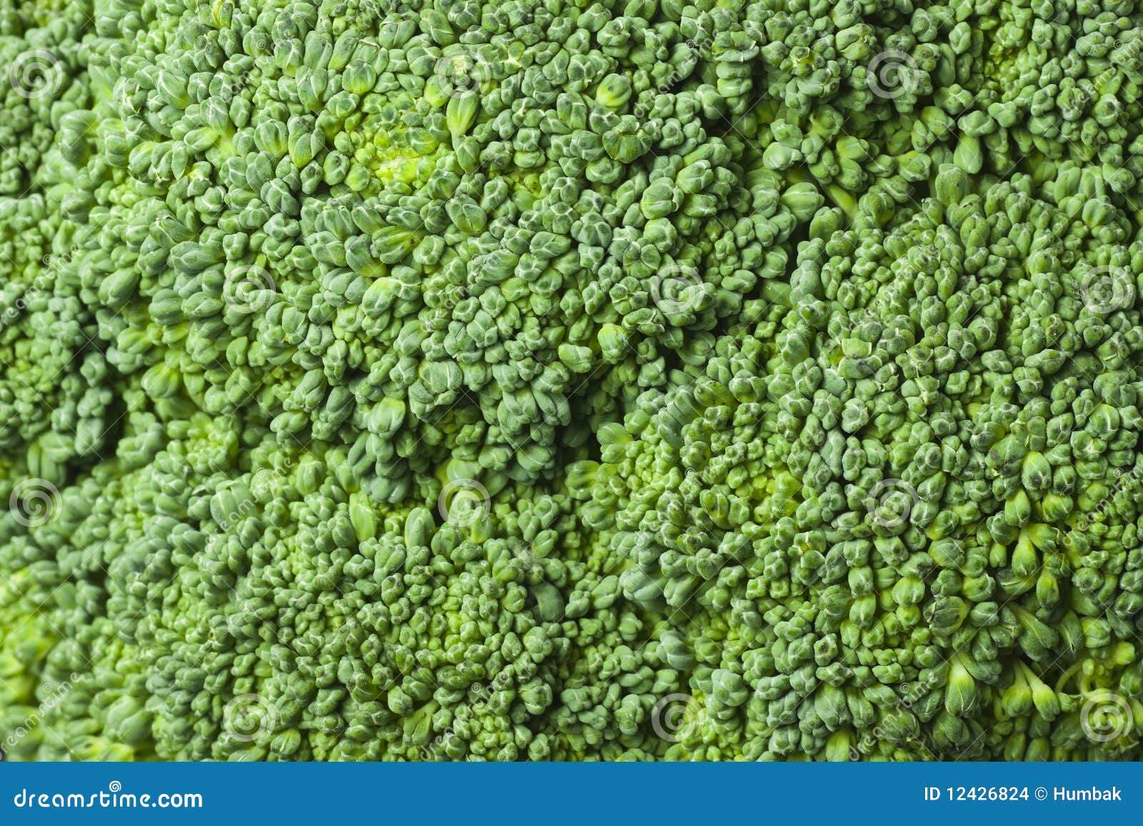 Broccoli texture stock photo. Image of agriculture, design - 12426824