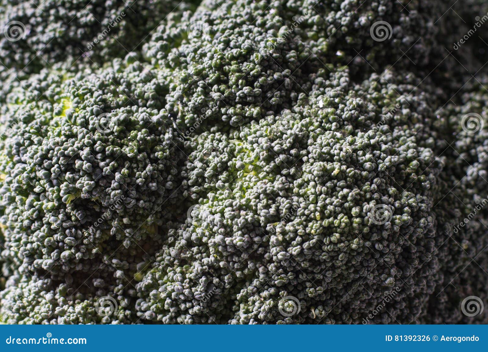Broccoli texture stock photo. Image of green, gourmet - 81392326