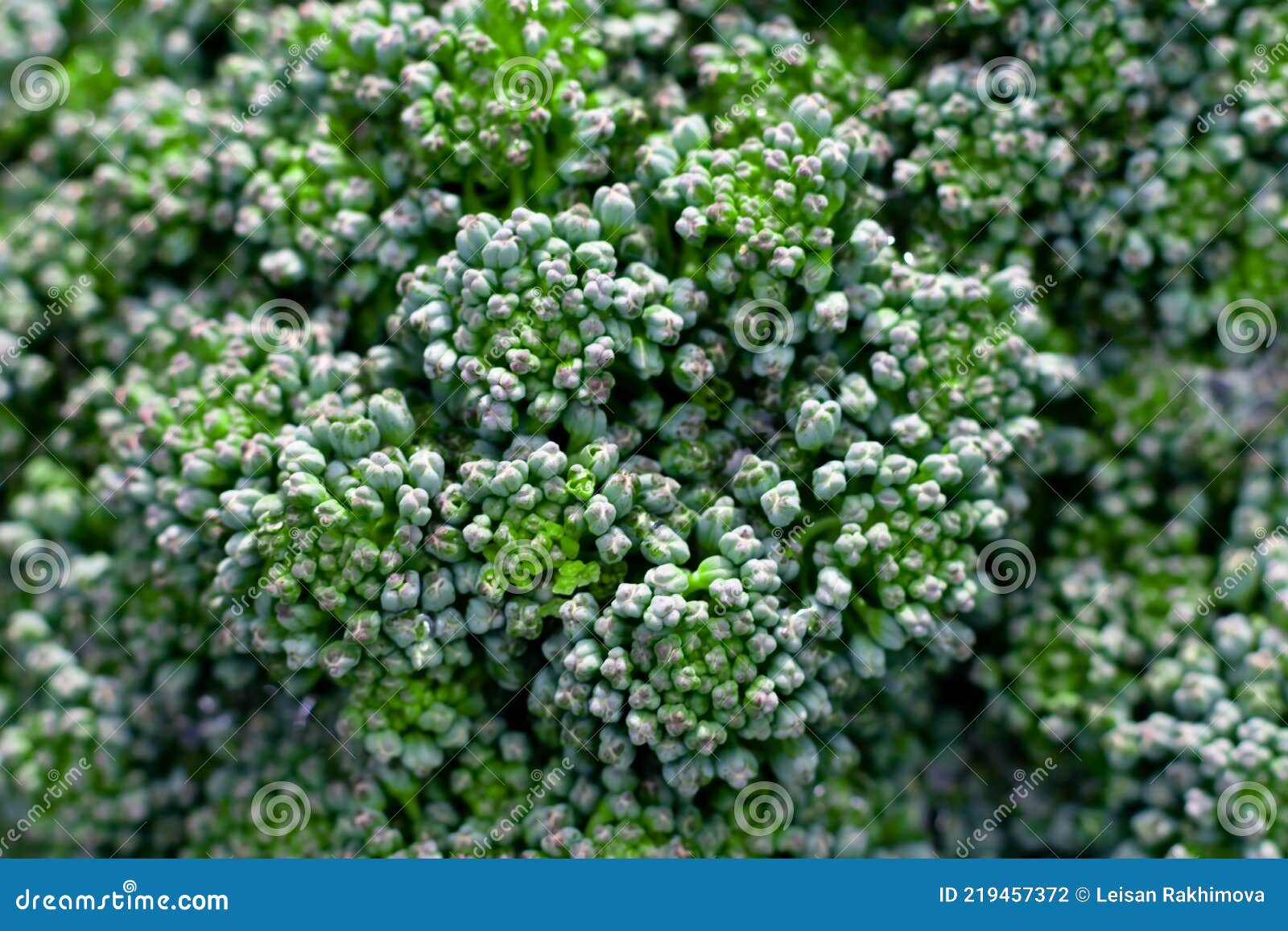 Broccoli Tiny Inflorescences. Extremely Close Up Stock Photo - Image of ...