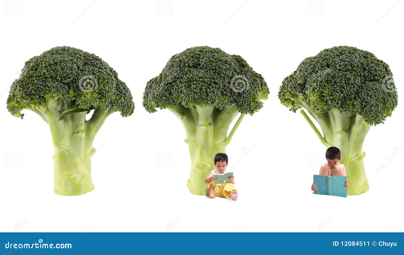 Broccoli tree stock image. Image of beautiful, healthy - 12084511
