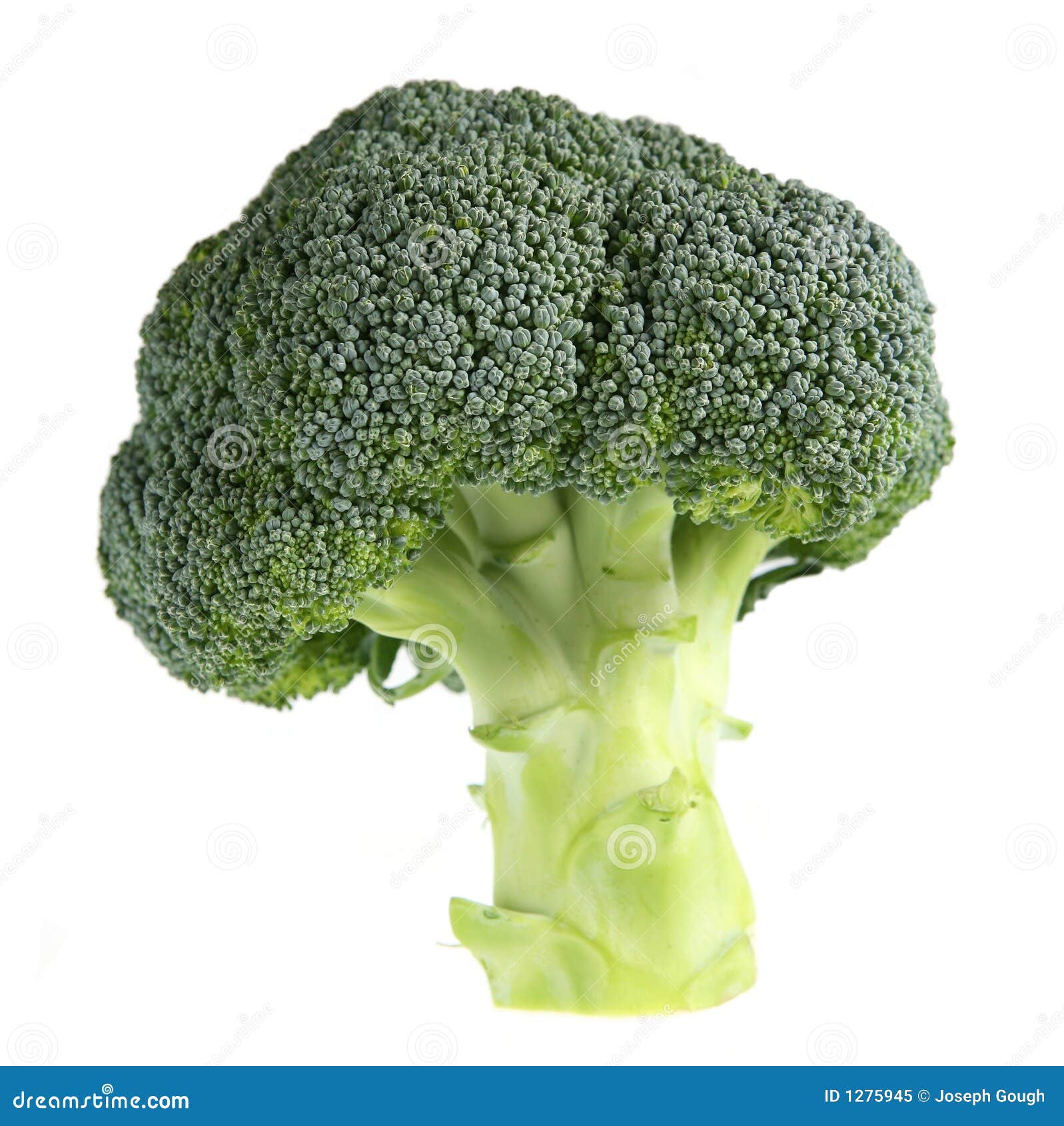 Broccoli Tree stock image. Image of stalk, white, broculi - 1275945