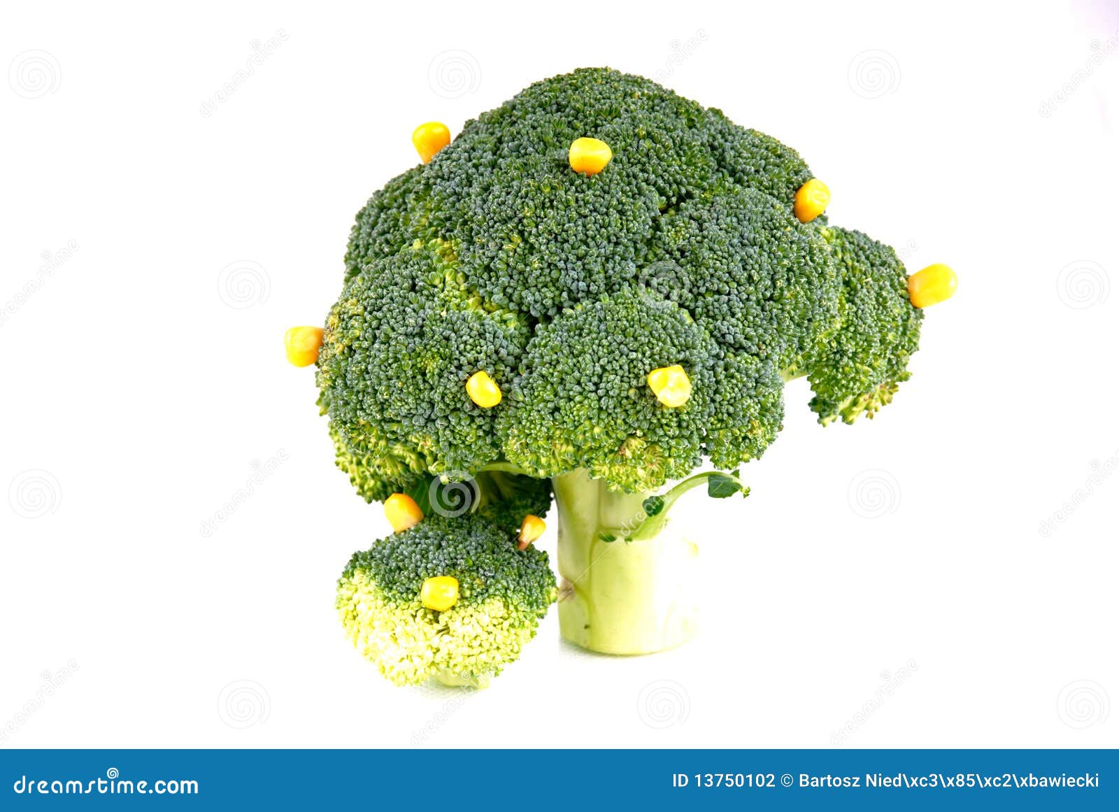 Broccoli tree stock photo. Image of lunch, culinary, fiber - 13750102