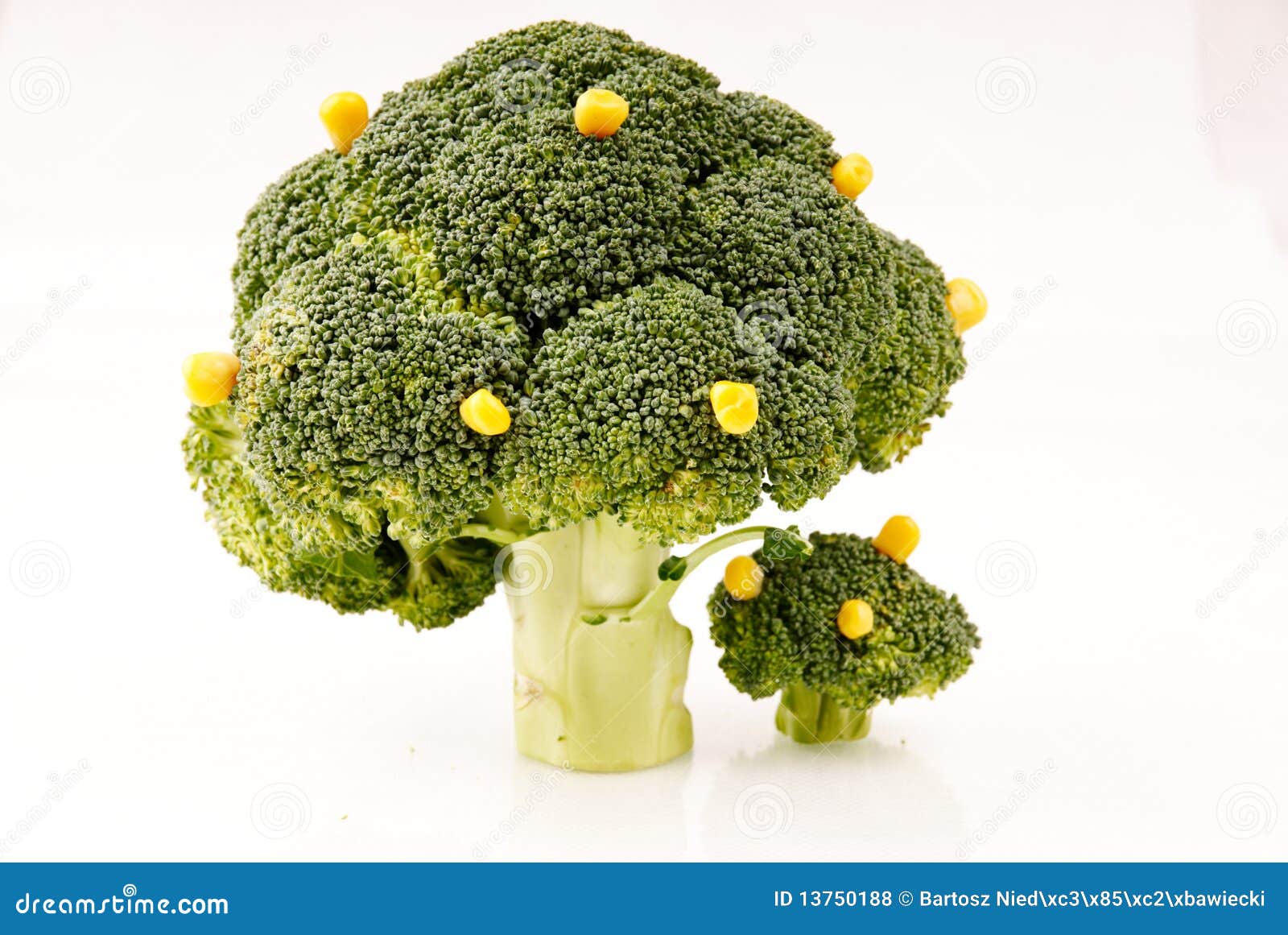 Broccoli tree stock photo. Image of broccolli, diet, corn - 13750188