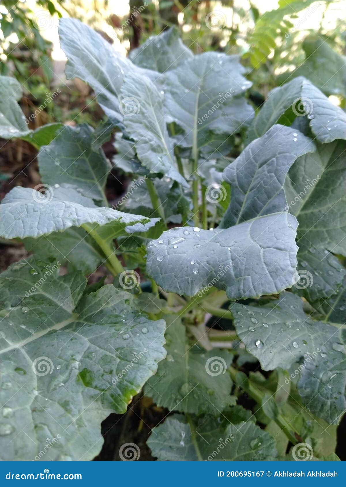 Broccoli tree stock image. Image of petal, produce, garden - 200695167
