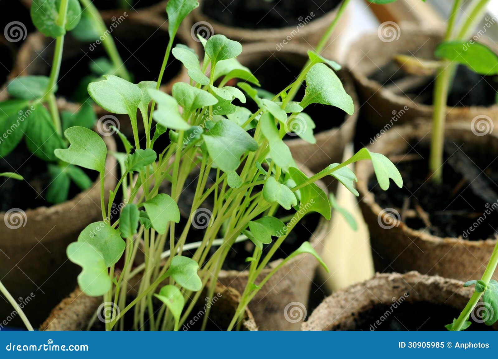 Broccoli trees stock image. Image of nature, development - 30905985