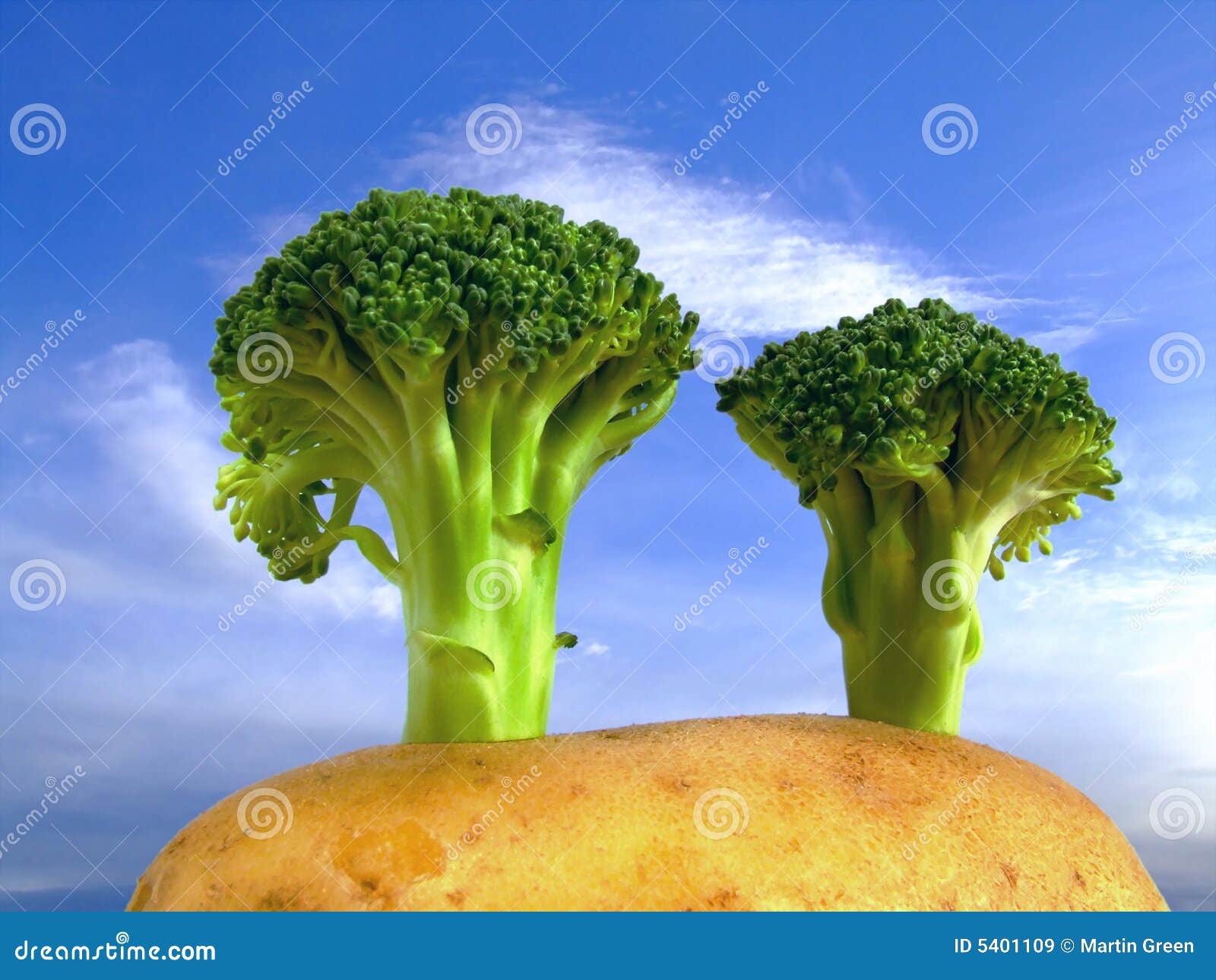 Broccoli Trees on Potato Hill Stock Image - Image of cuisine, cloud ...