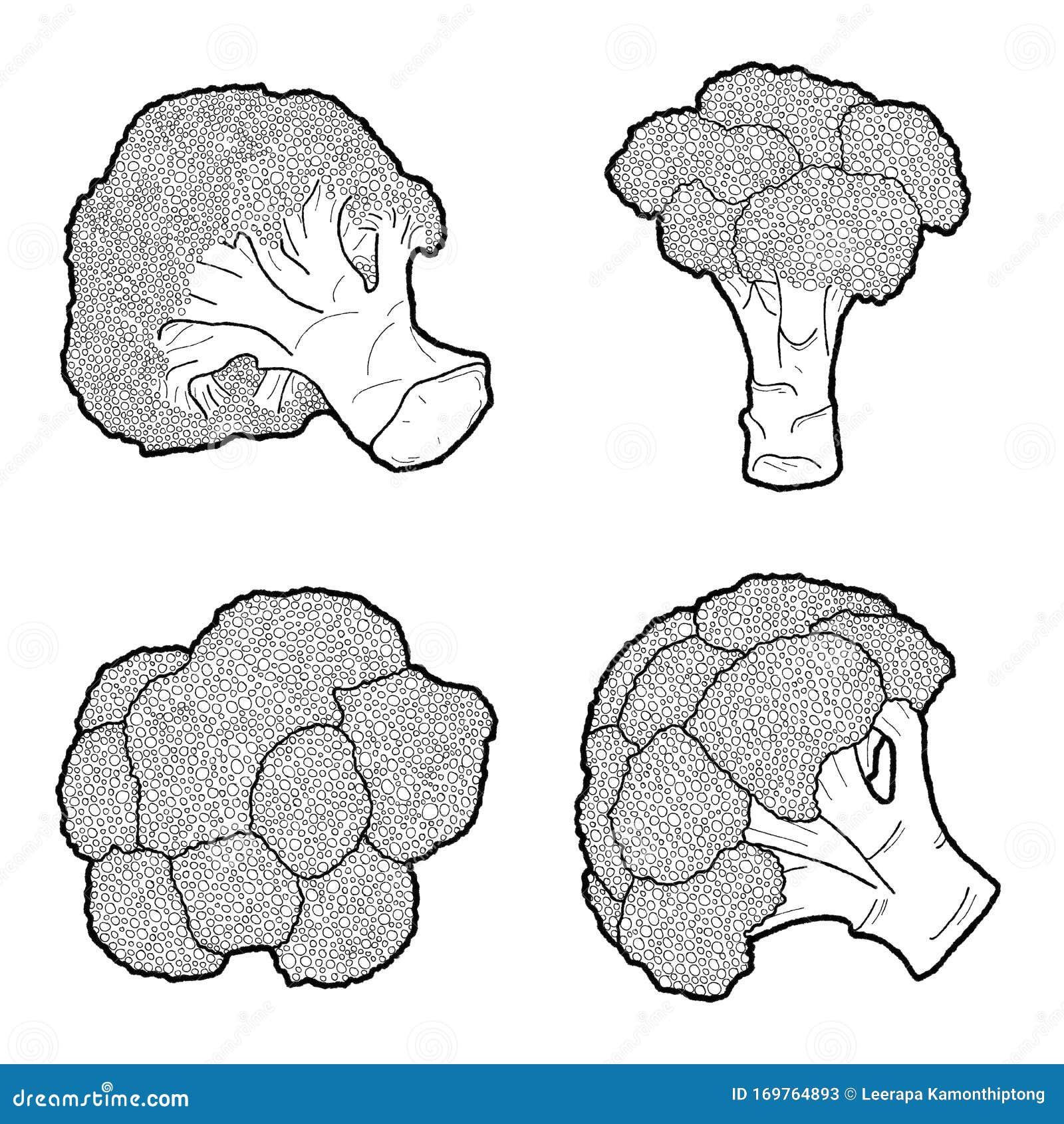 Broccoli Vector Illustration Hand Drawn Vegetable Cartoon Art Stock ...